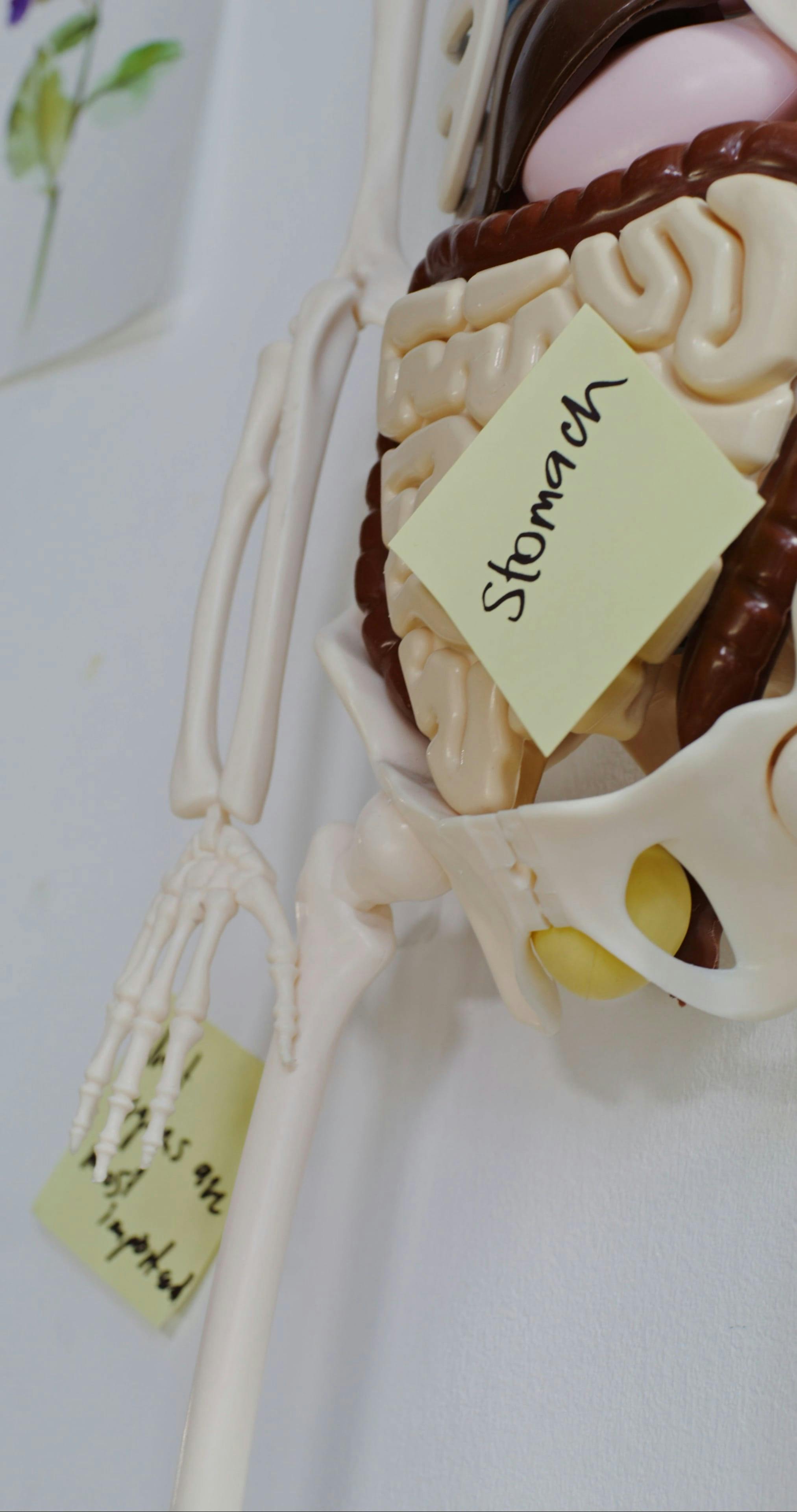 Human Skeleton Labeled Videos, Download The BEST Free 4k Stock Video ...