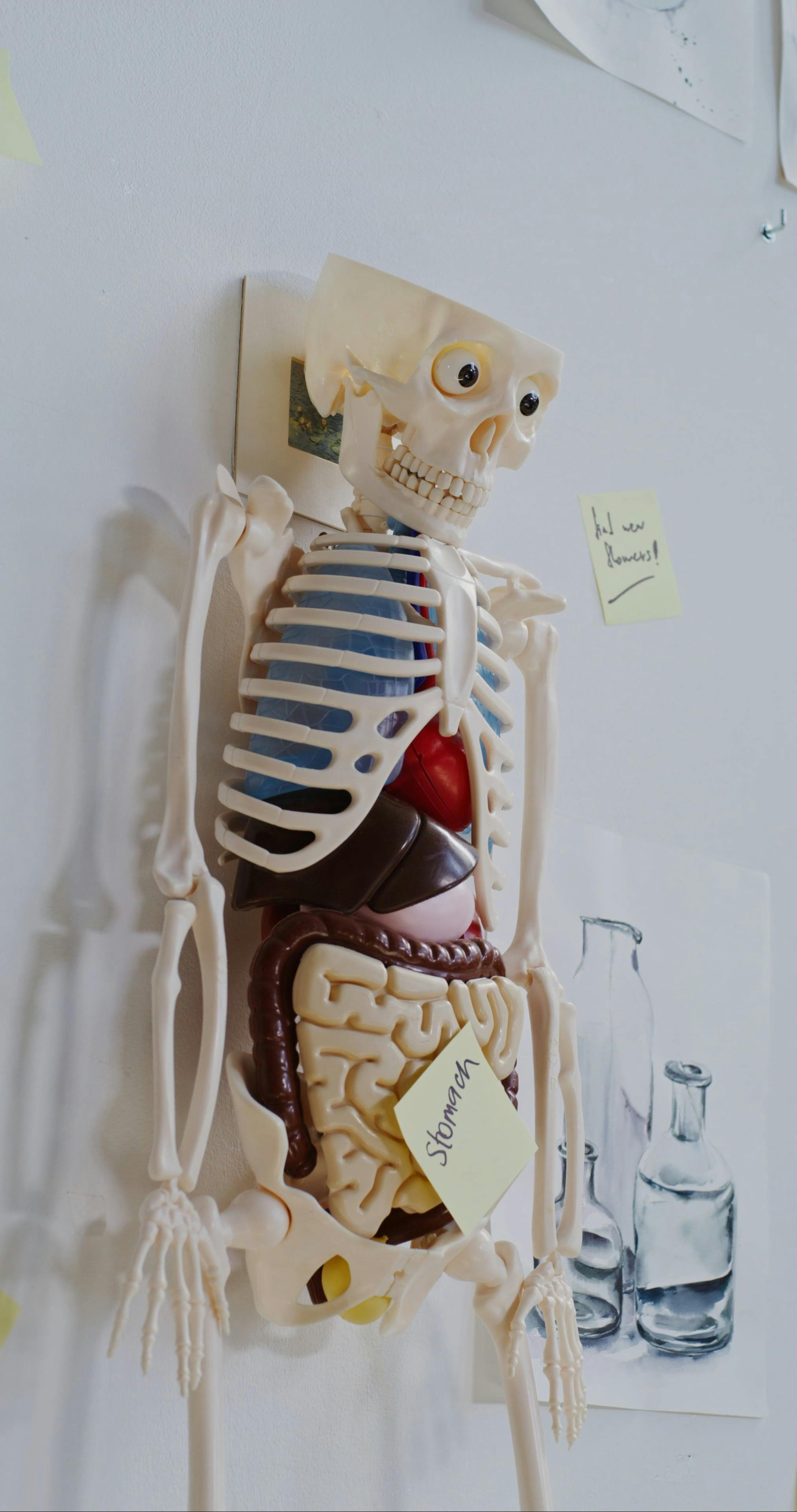 Hanging Human Skeleton · Free Stock Video