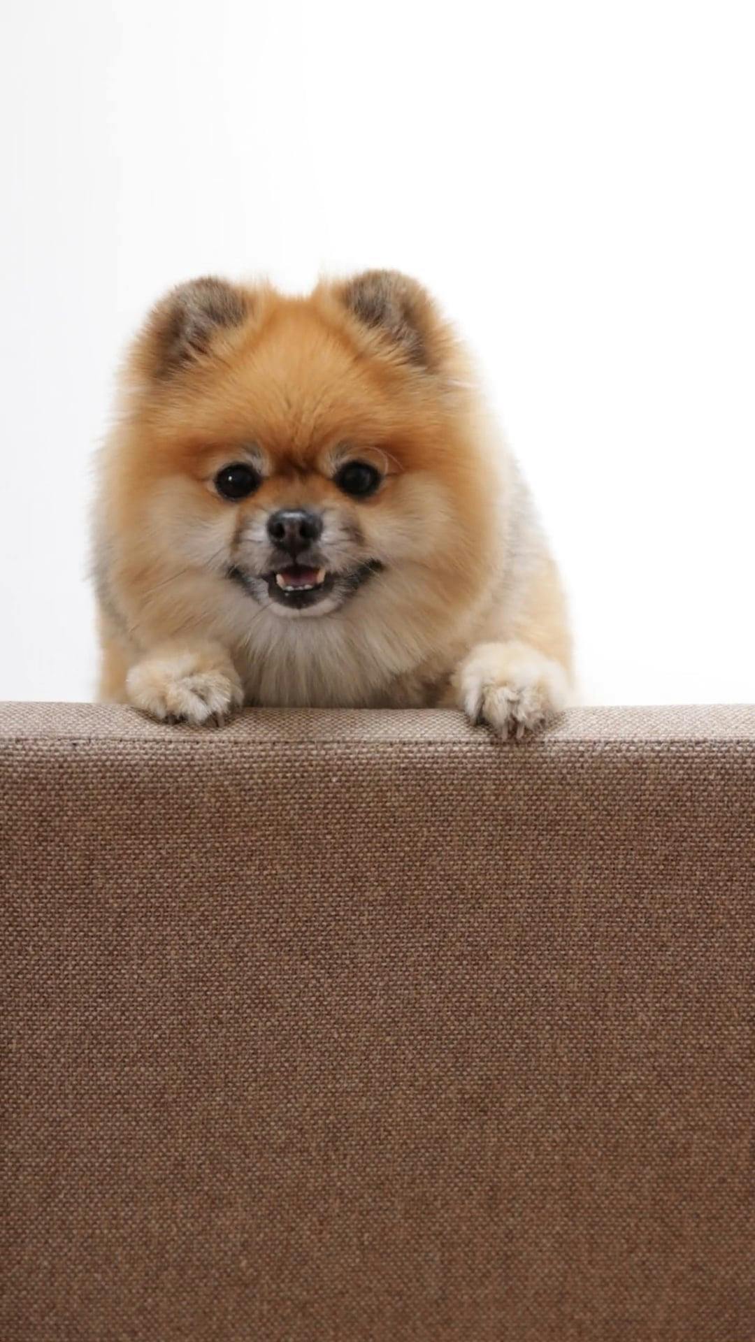 Vidéo gratuite de à fourrure, adorable, amérique du nord, amical, amour ...