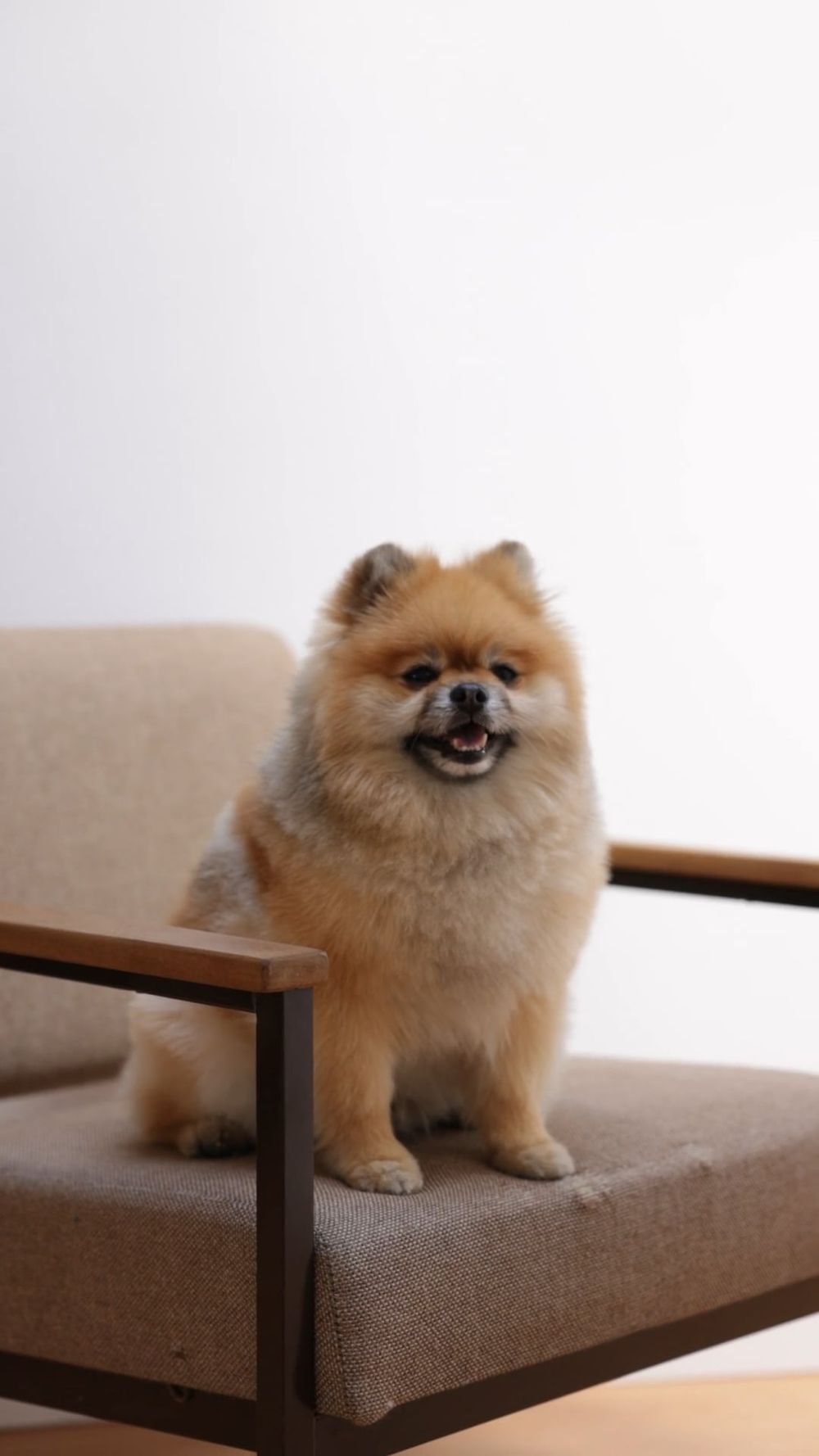 A Dog On Standing Position Free Stock Video A Dog On Standing Position Free Stock Video
