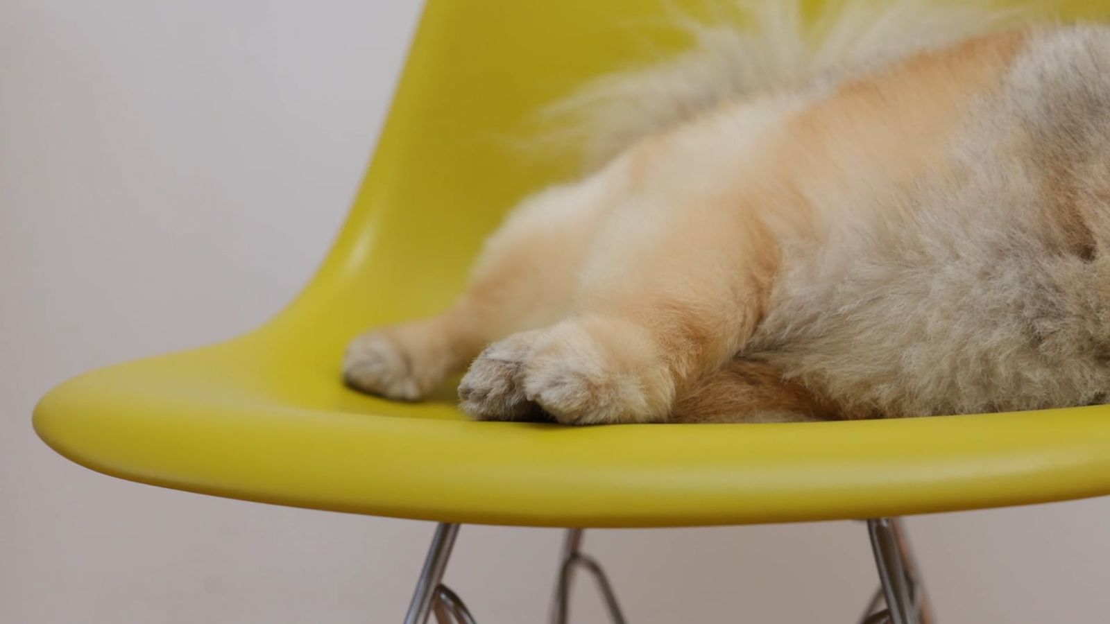 Animal Animation Videos, Download The BEST Free 4k Stock Video Footage ...