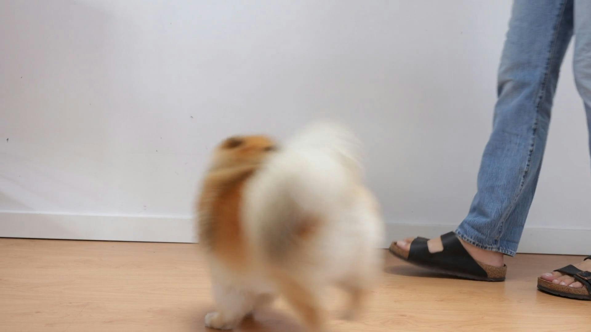 Dog Going Inside a Bag Free Stock Video Footage, Royalty-Free 4K & HD ...