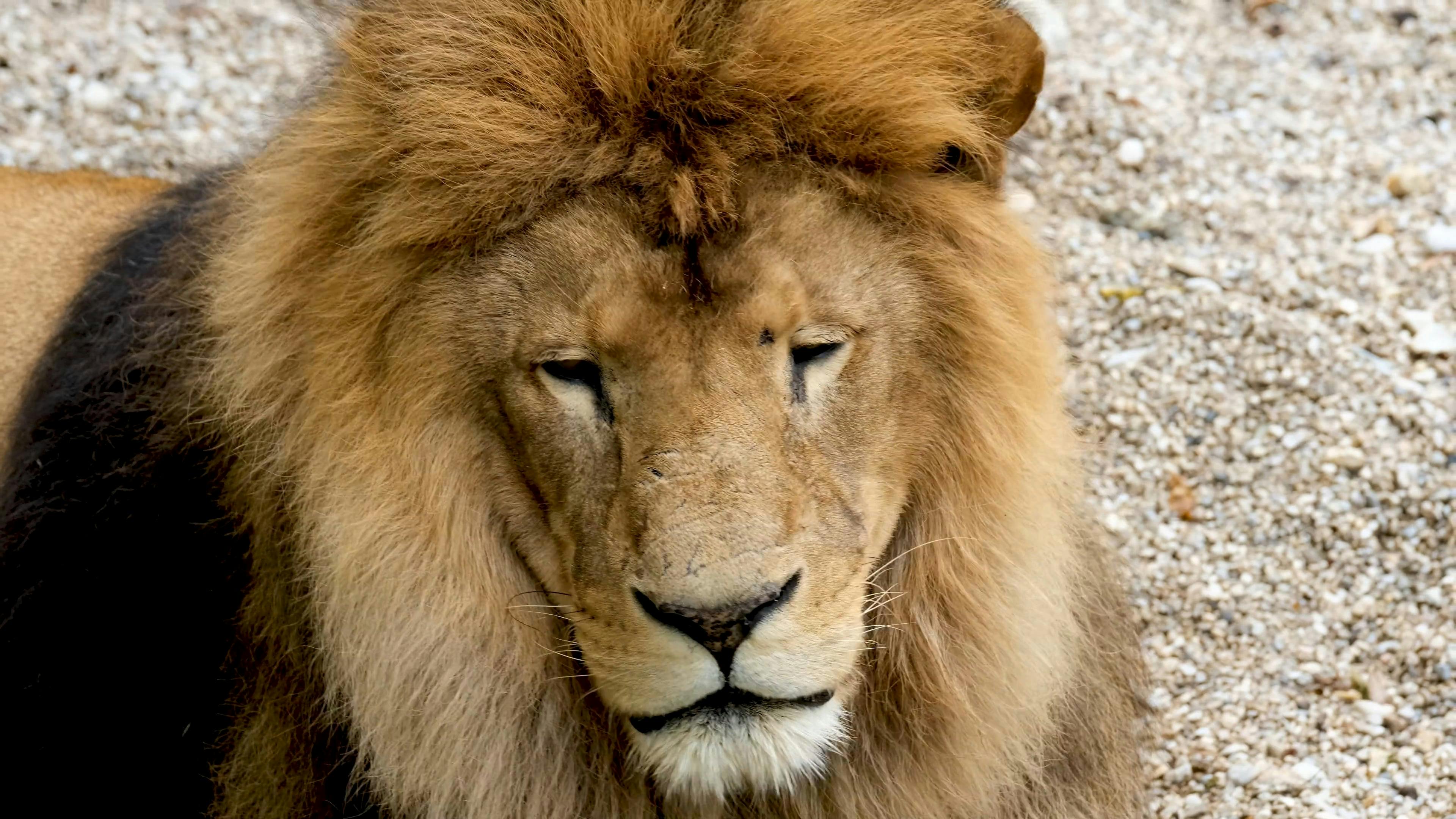 Vídeos de stock gratuitos sobre áfrica, al aire libre, animal, animal ...