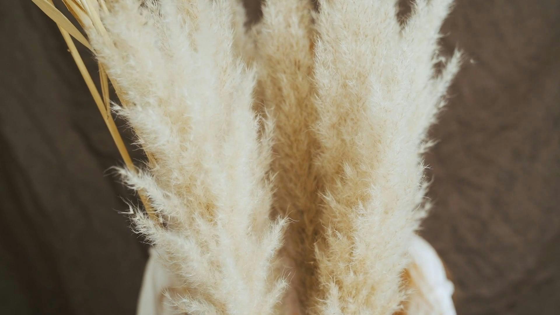 Reed Model Videos, Download The BEST Free 4k Stock Video Footage & Reed ...