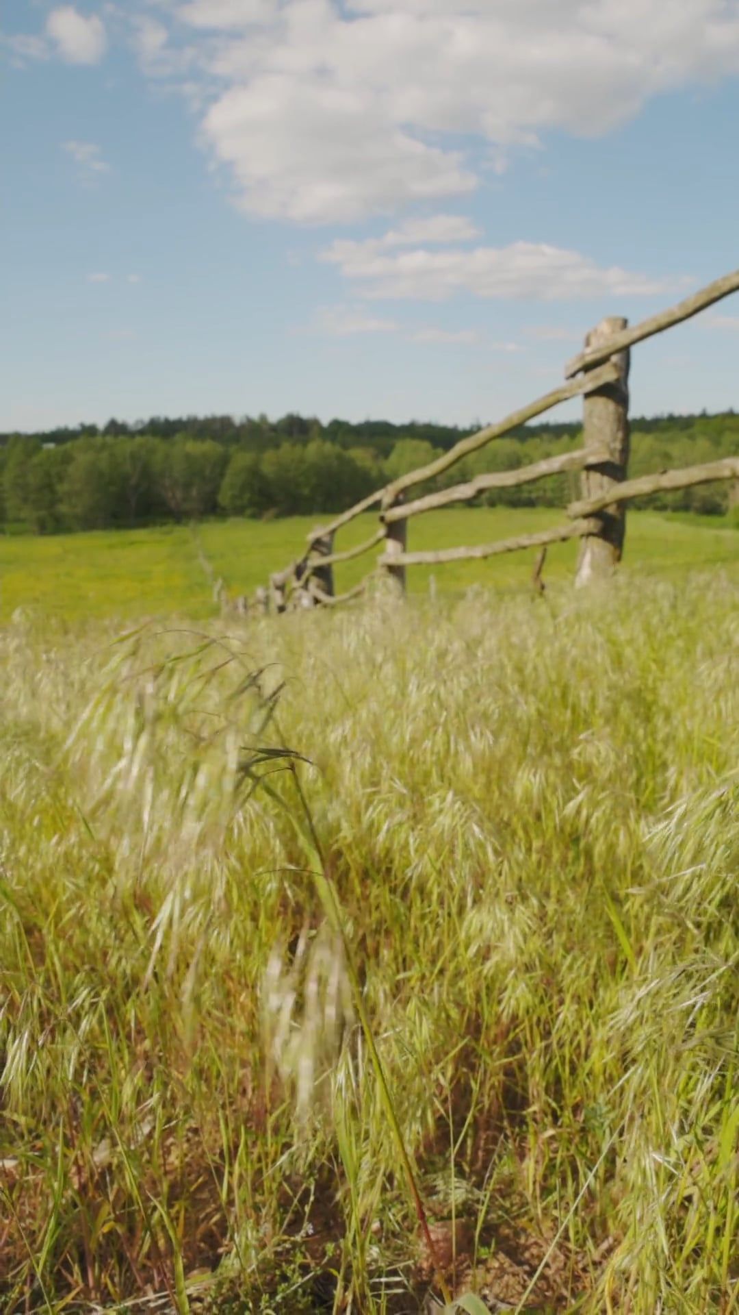 Plant in a Grassland Free Stock Video Footage, Royalty-Free 4K & HD ...