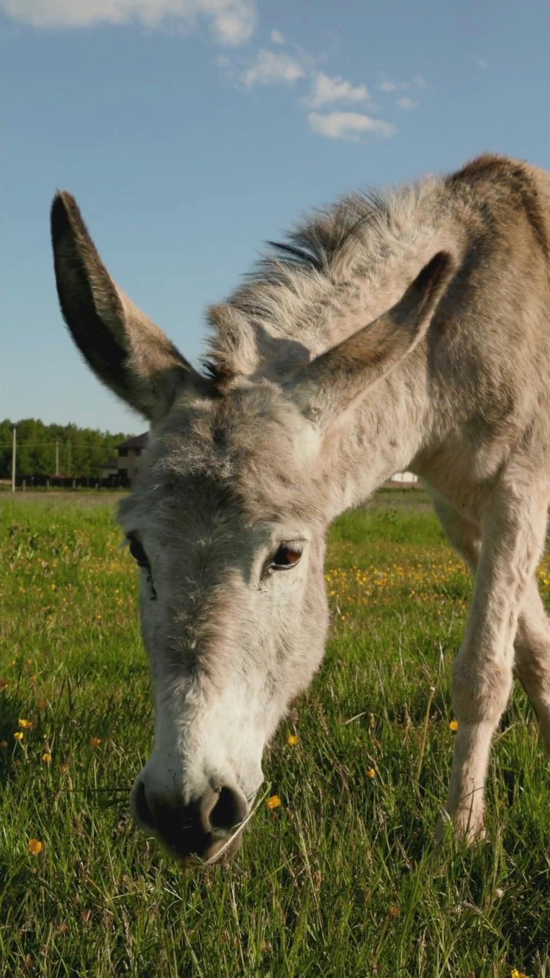 A Donkey Eating in the Grass Field Free Stock Video Footage, Royalty ...