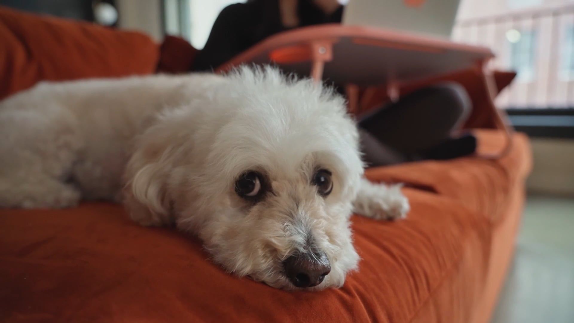 A Dog Resting on a Couch · Free Stock Video