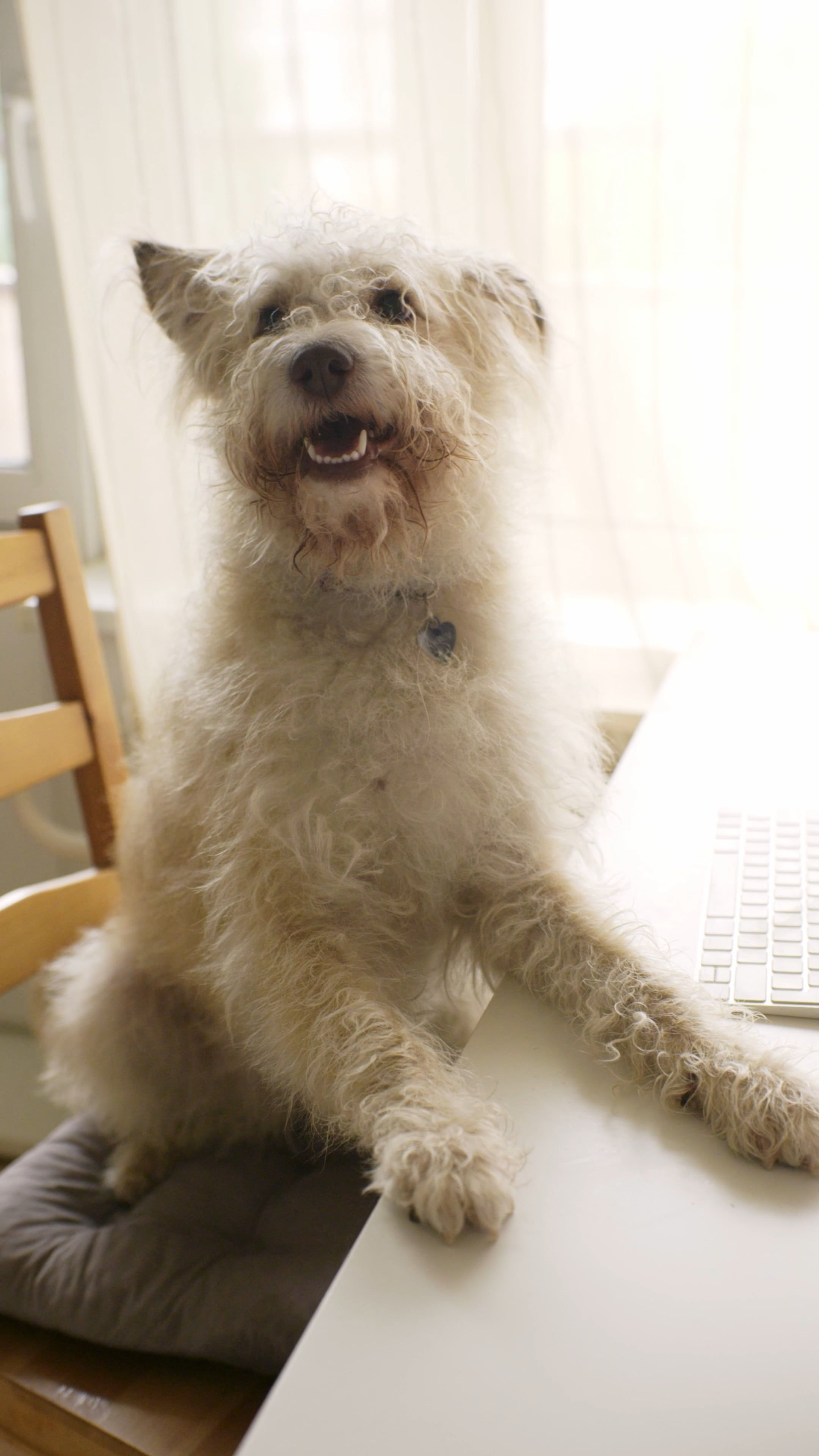 A Dog Sitting on a Chair · Free Stock Video