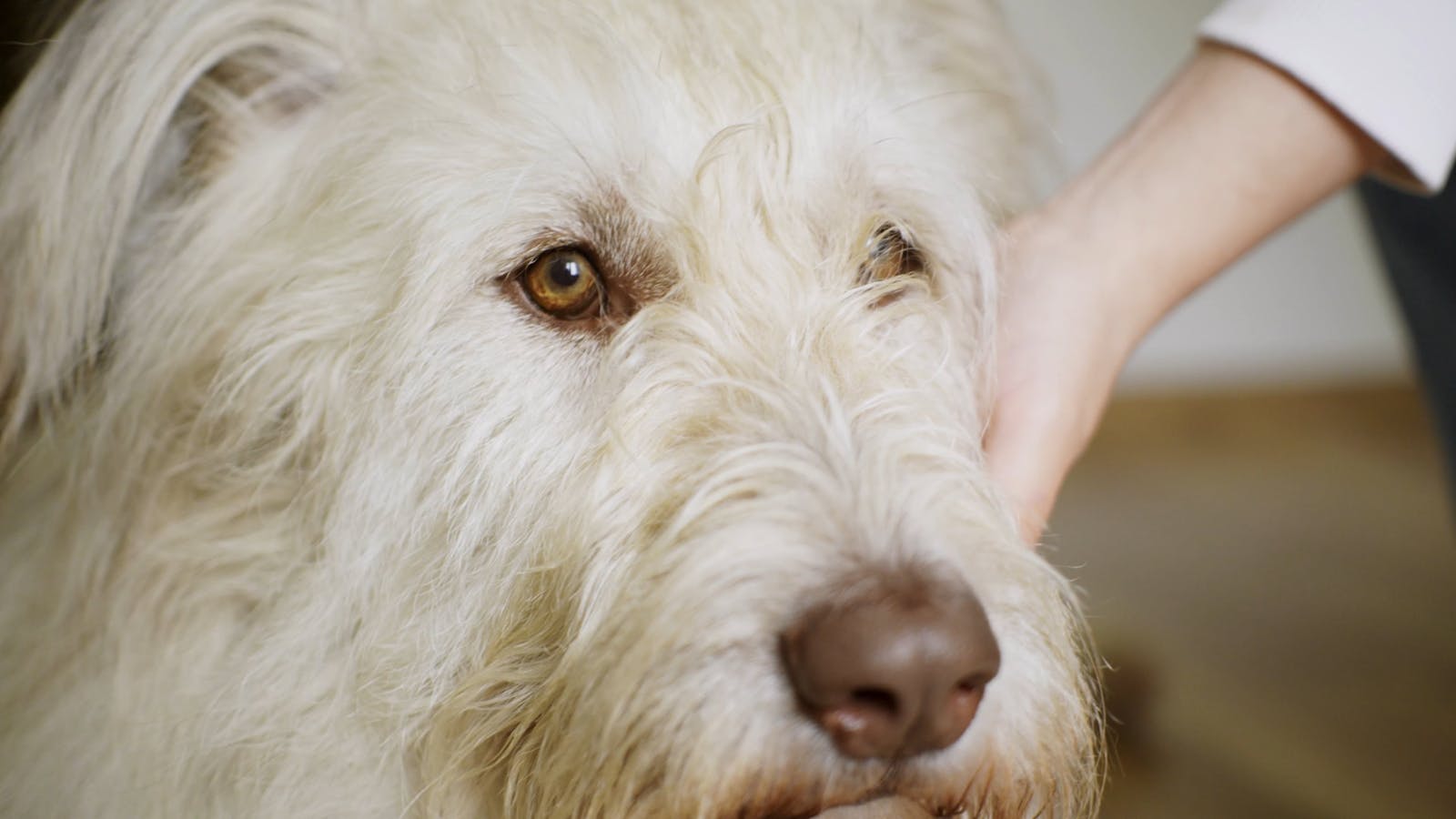 Dog Grooming Videos, Download The BEST Free 4k Stock Video Footage ...