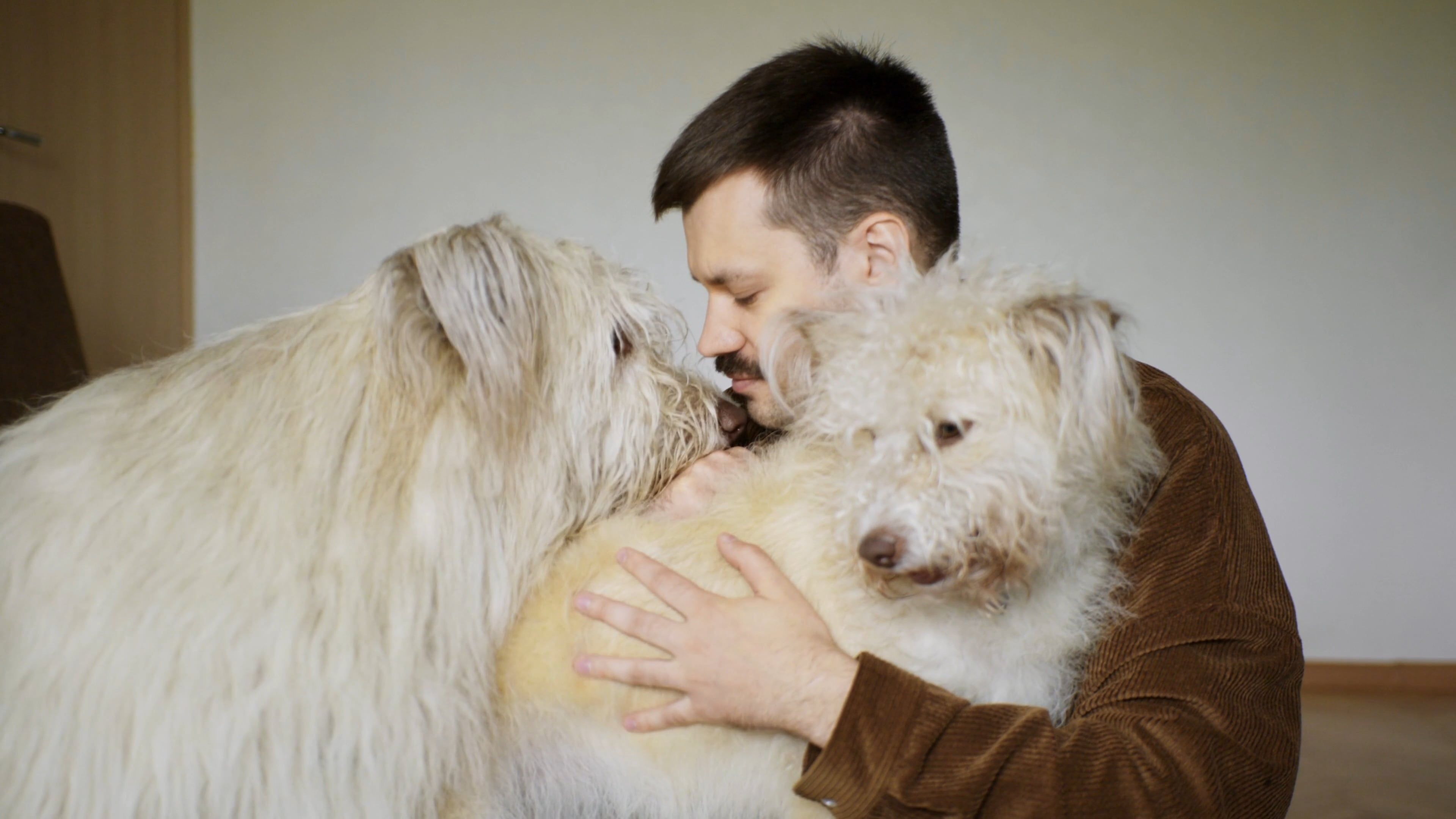 Man Holding Dogs Free Stock Video Footage, Royalty-Free 4K & HD Video Clip