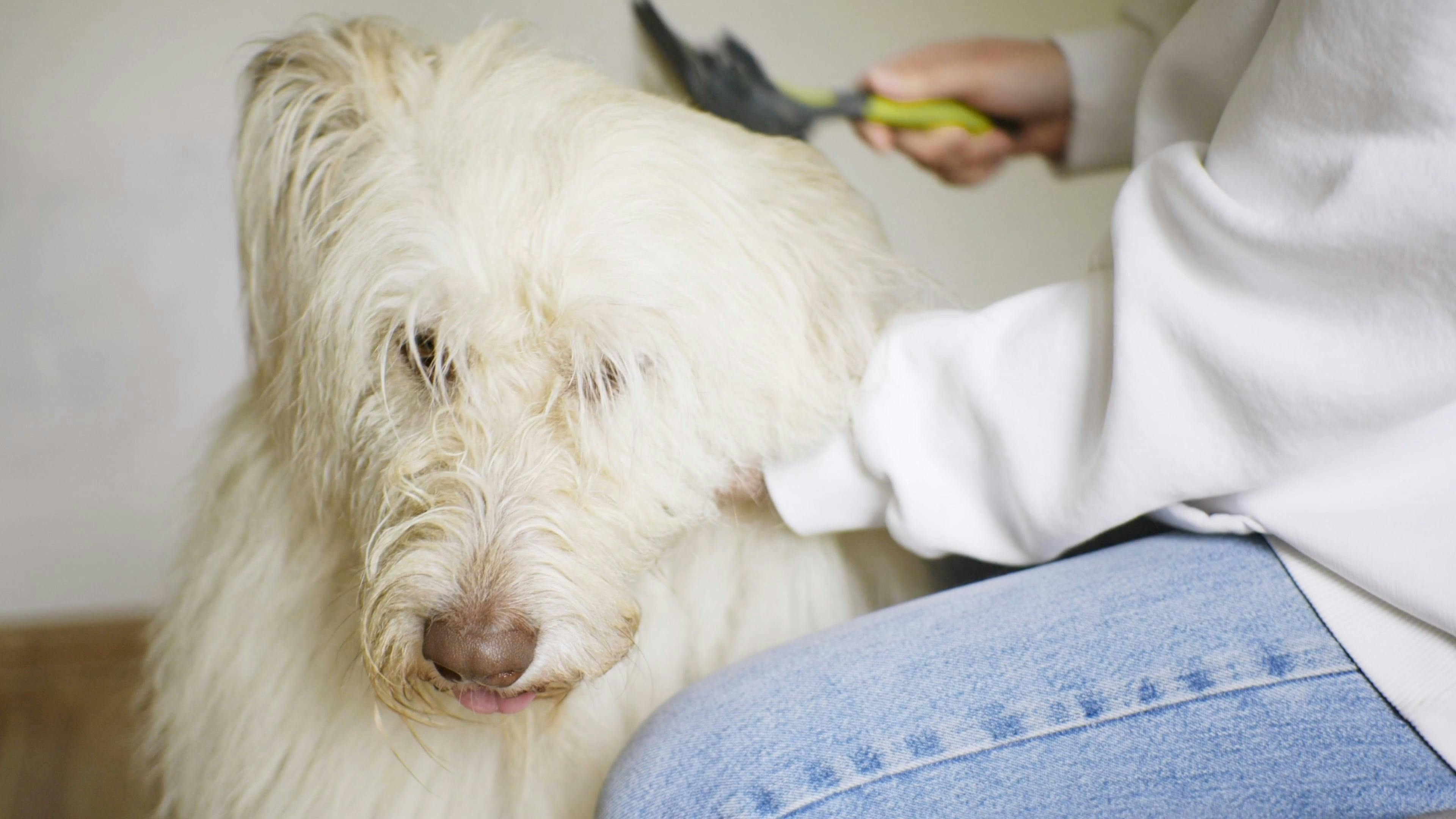 A Person Grooming a Dog Lying Down on the Floor Free Stock Video ...