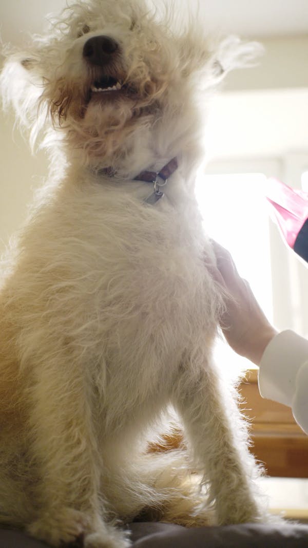 Dog Grooming Videos, Download The BEST Free 4k Stock Video Footage ...