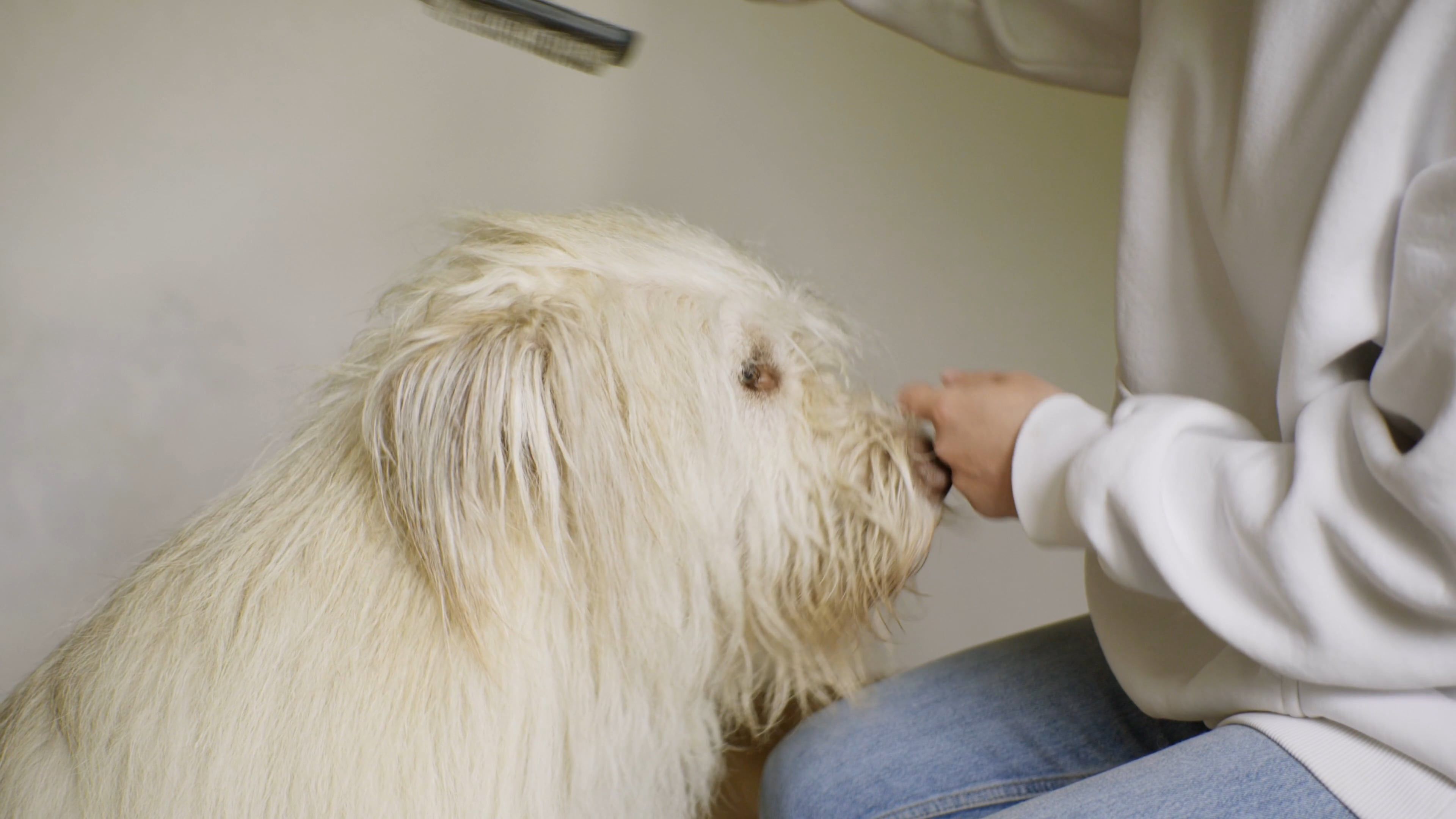 A Person Grooming a Dog Free Stock Video Footage, Royalty-Free 4K & HD ...