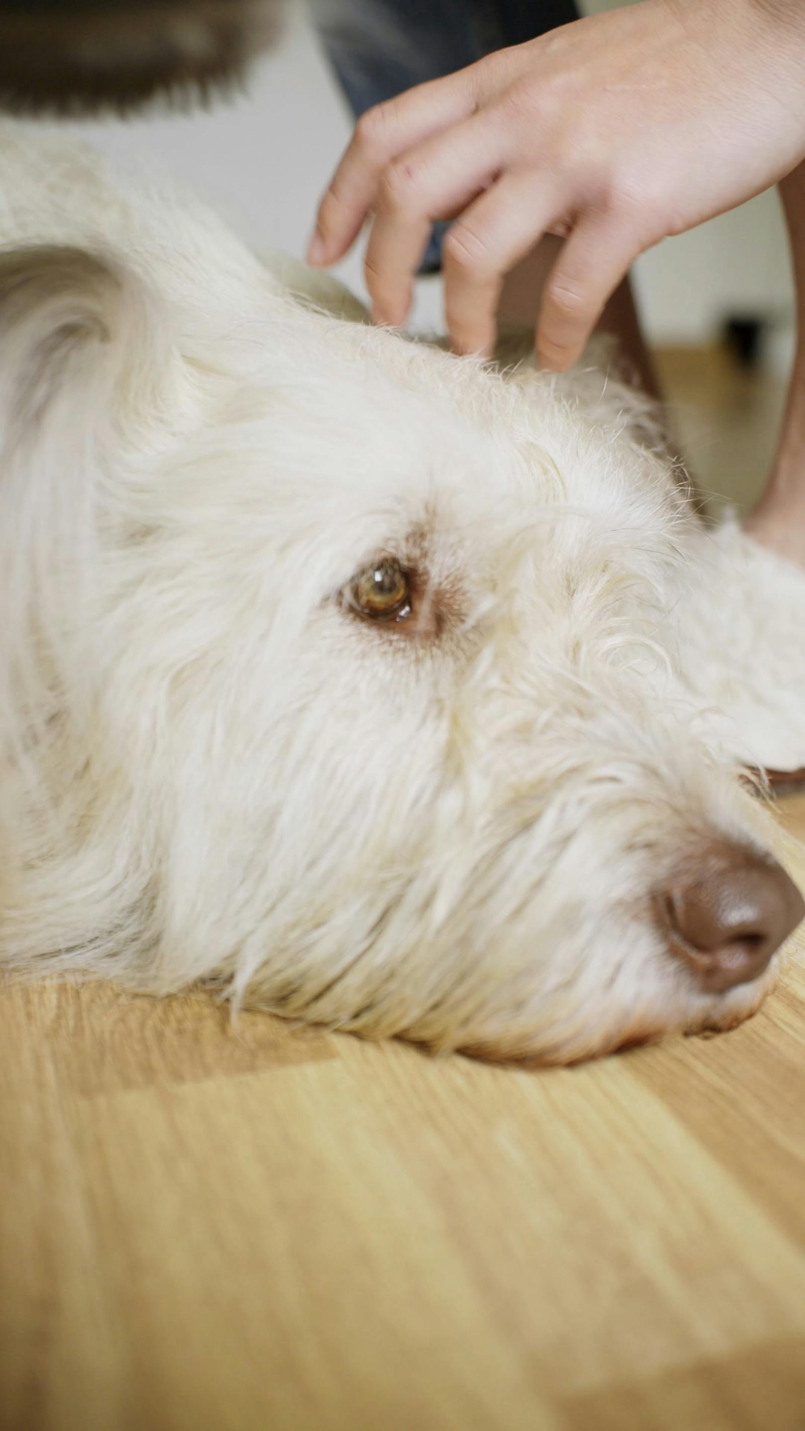 Dog Grooming Videos, Download The BEST Free 4k Stock Video Footage ...