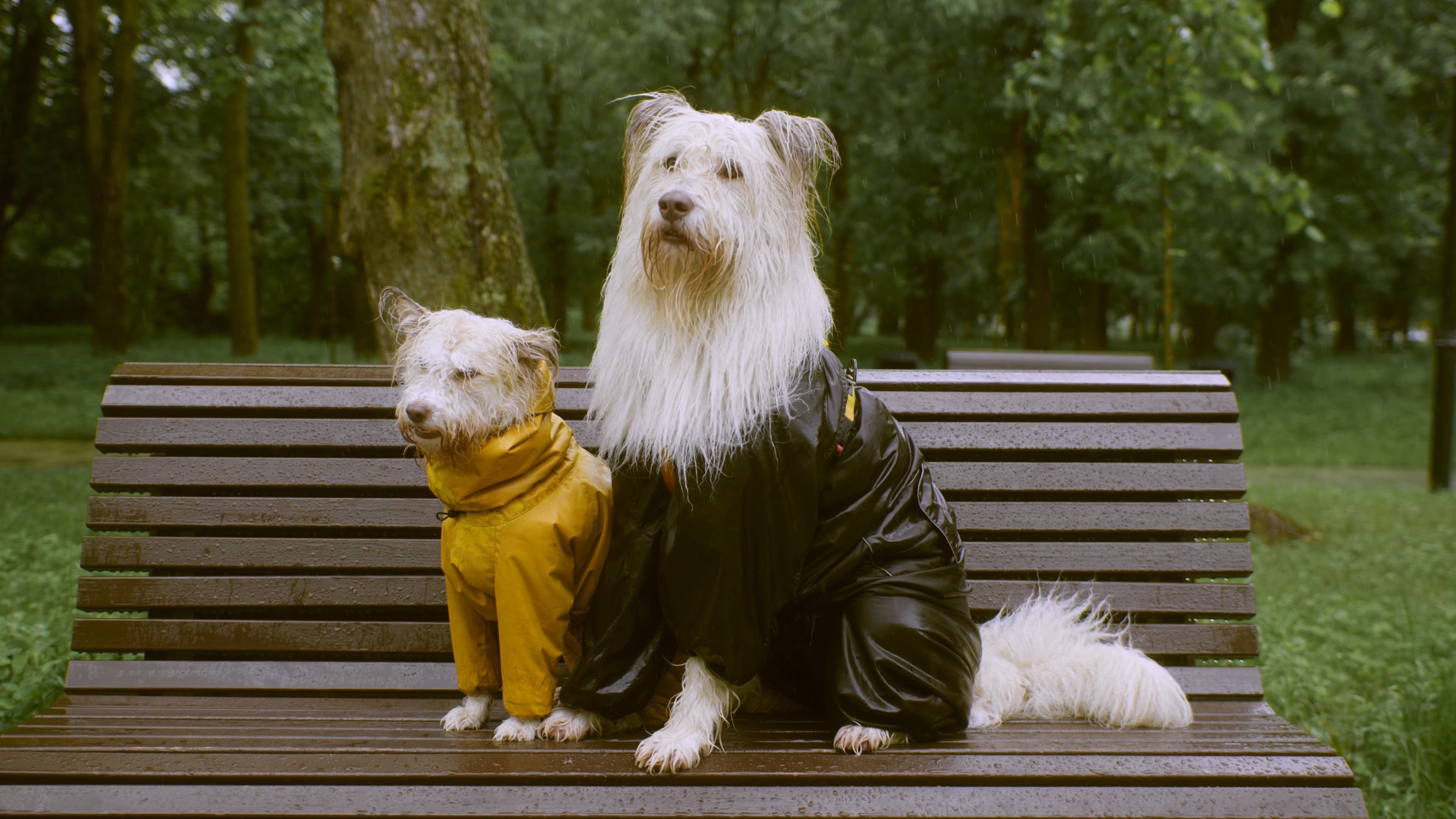 Two Dogs Sitting on Bench Free Stock Video Footage, Royalty-Free 4K ...