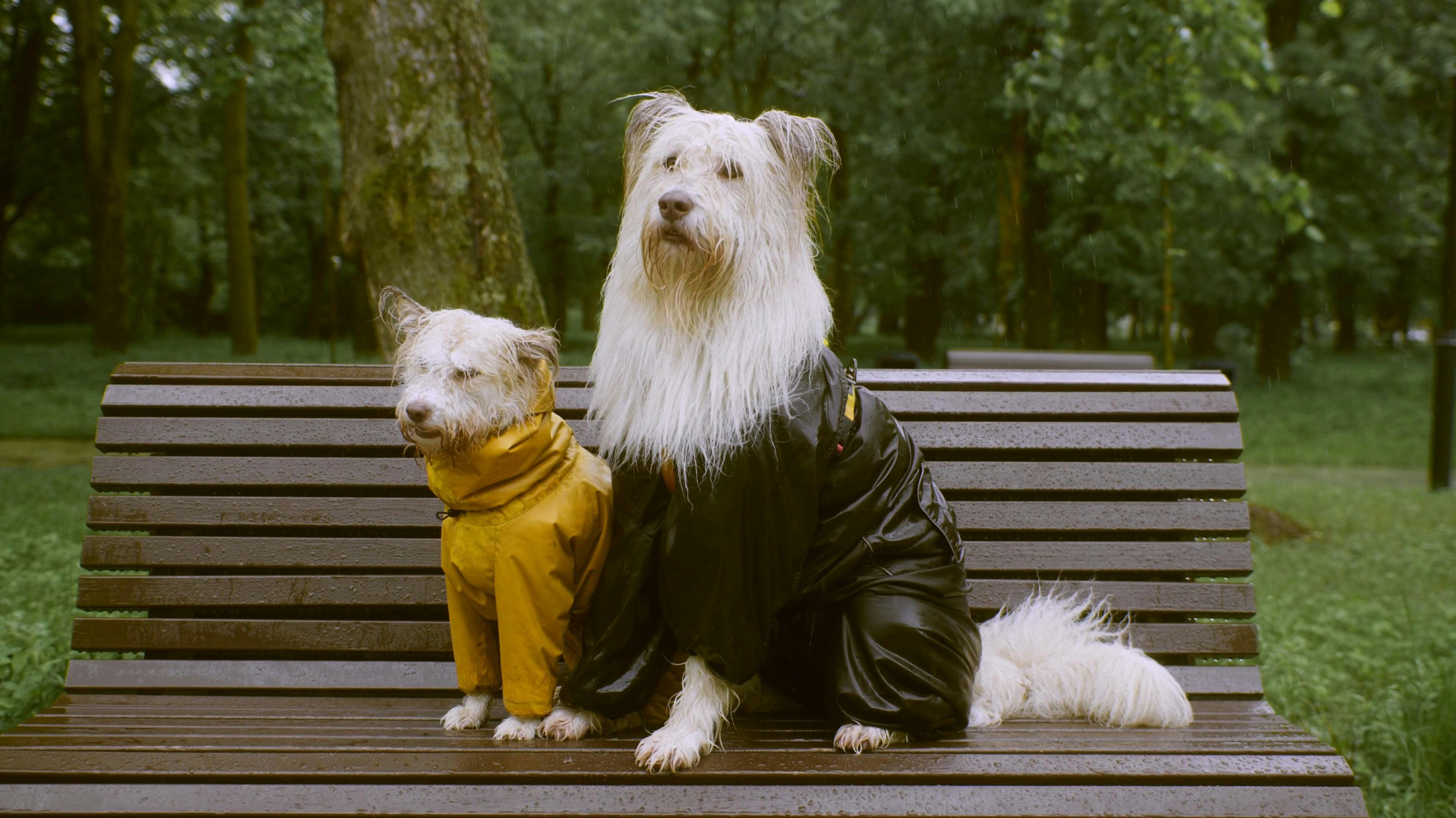 Two Dogs Sitting on Bench · Free Stock Video