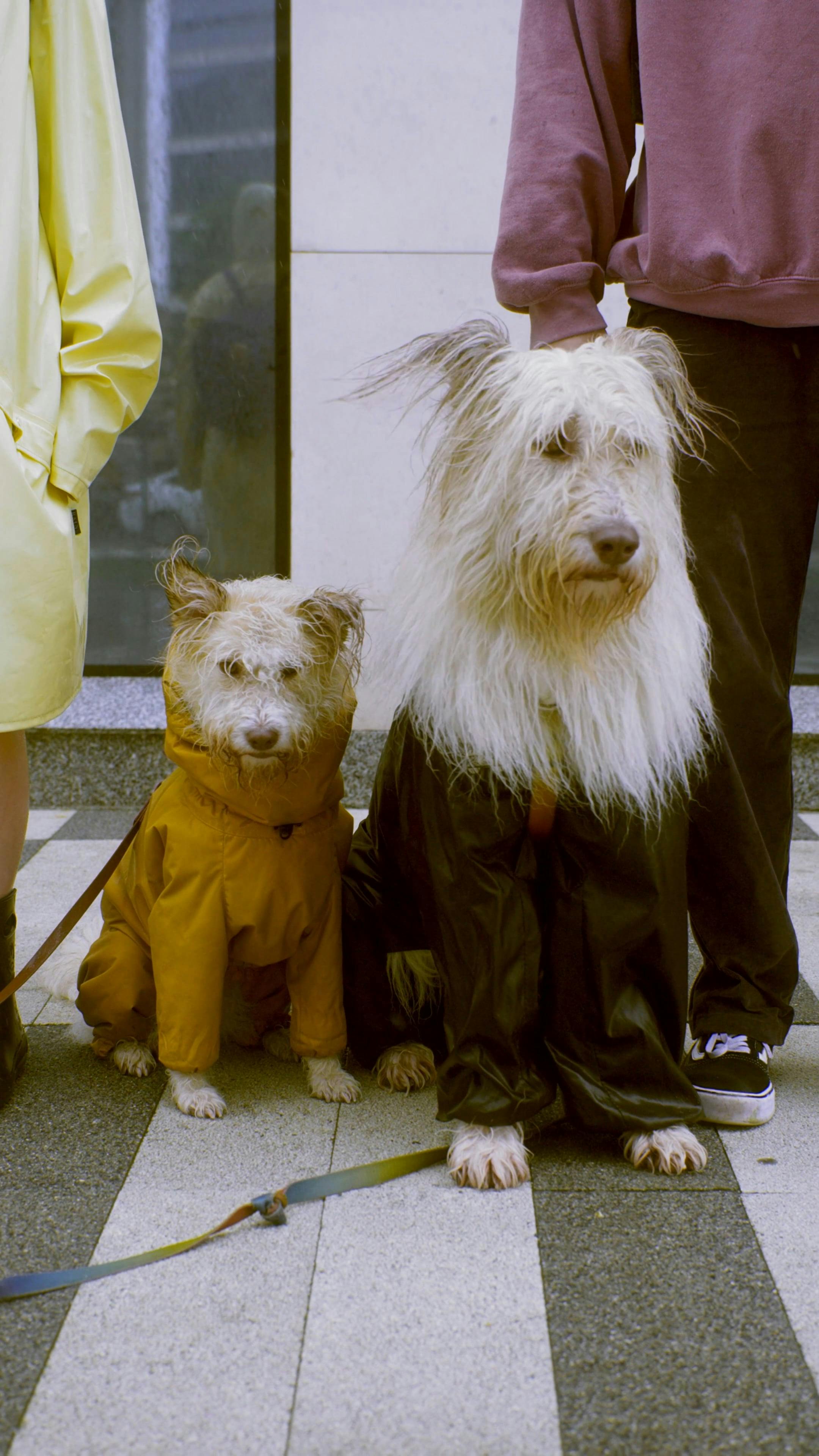 Standing On Two Paws Videos, Download The BEST Free 4k Stock Video ...