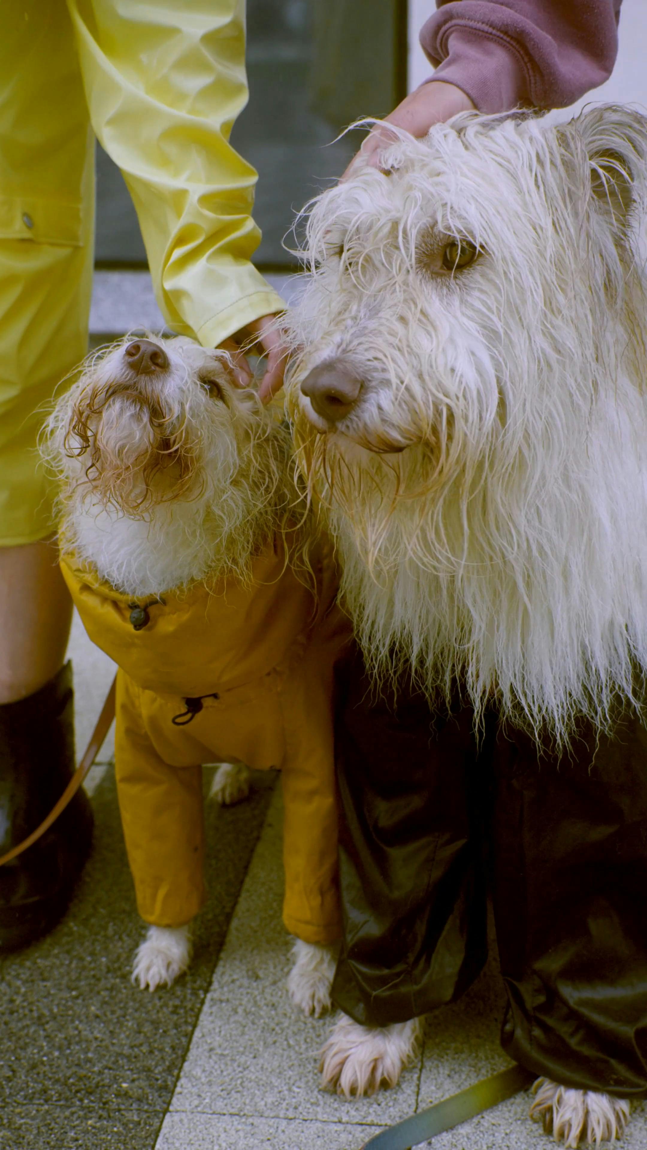 Video gratuito di adorabile, affetto, allenamento, amore, animale ...