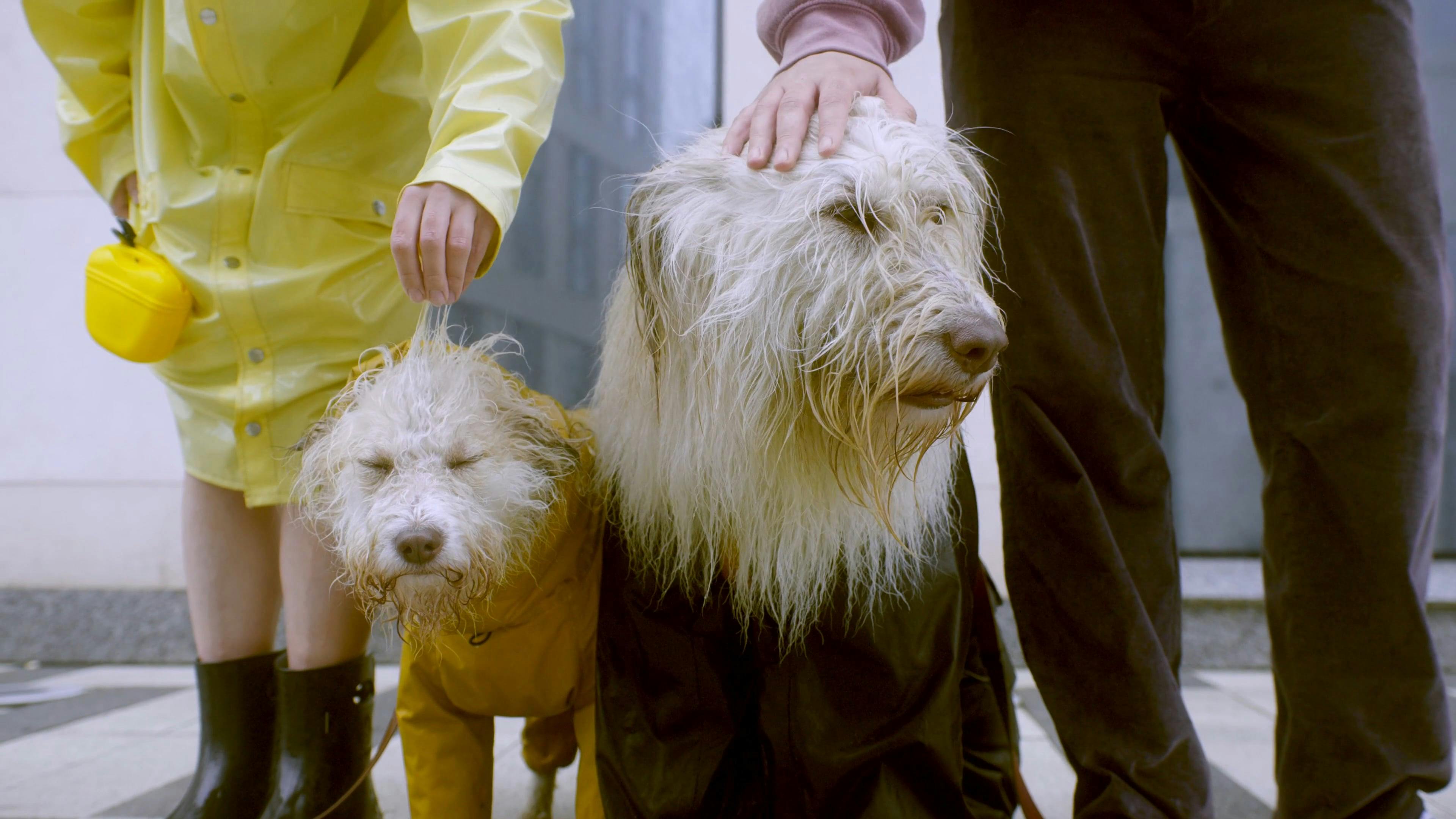 People Touching their Pet Dogs · Free Stock Video