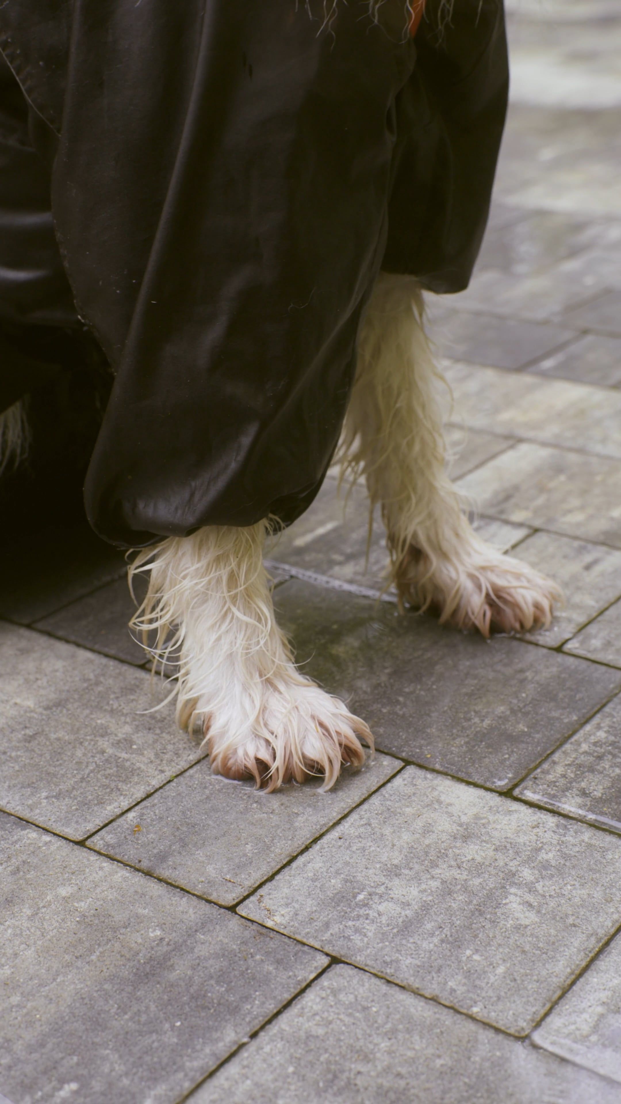 Close up of a Pet Sitting Down on the Floor Free Stock Video Footage ...