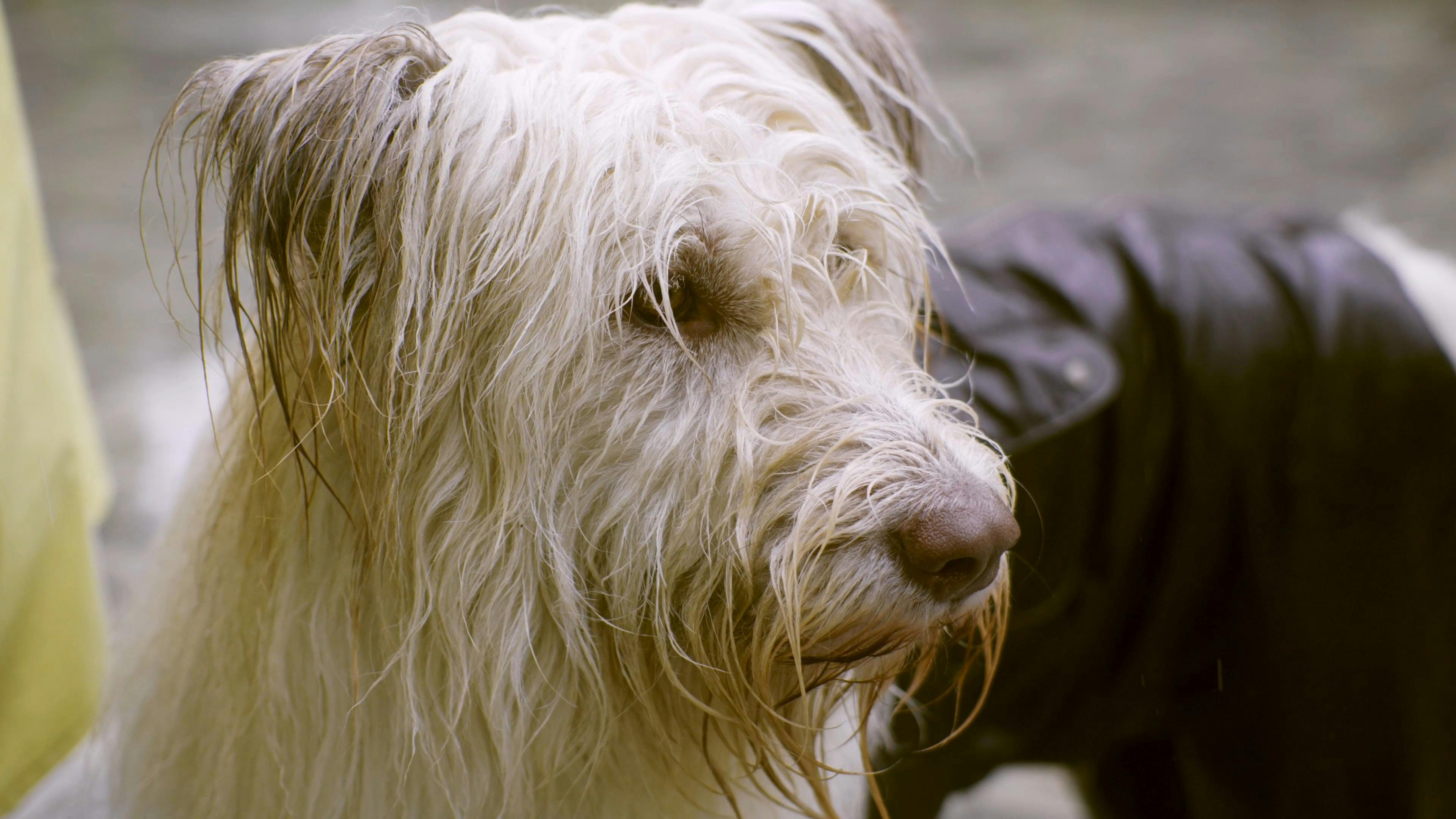 Dog Side Profiles Videos, Download The BEST Free 4k Stock Video Footage ...