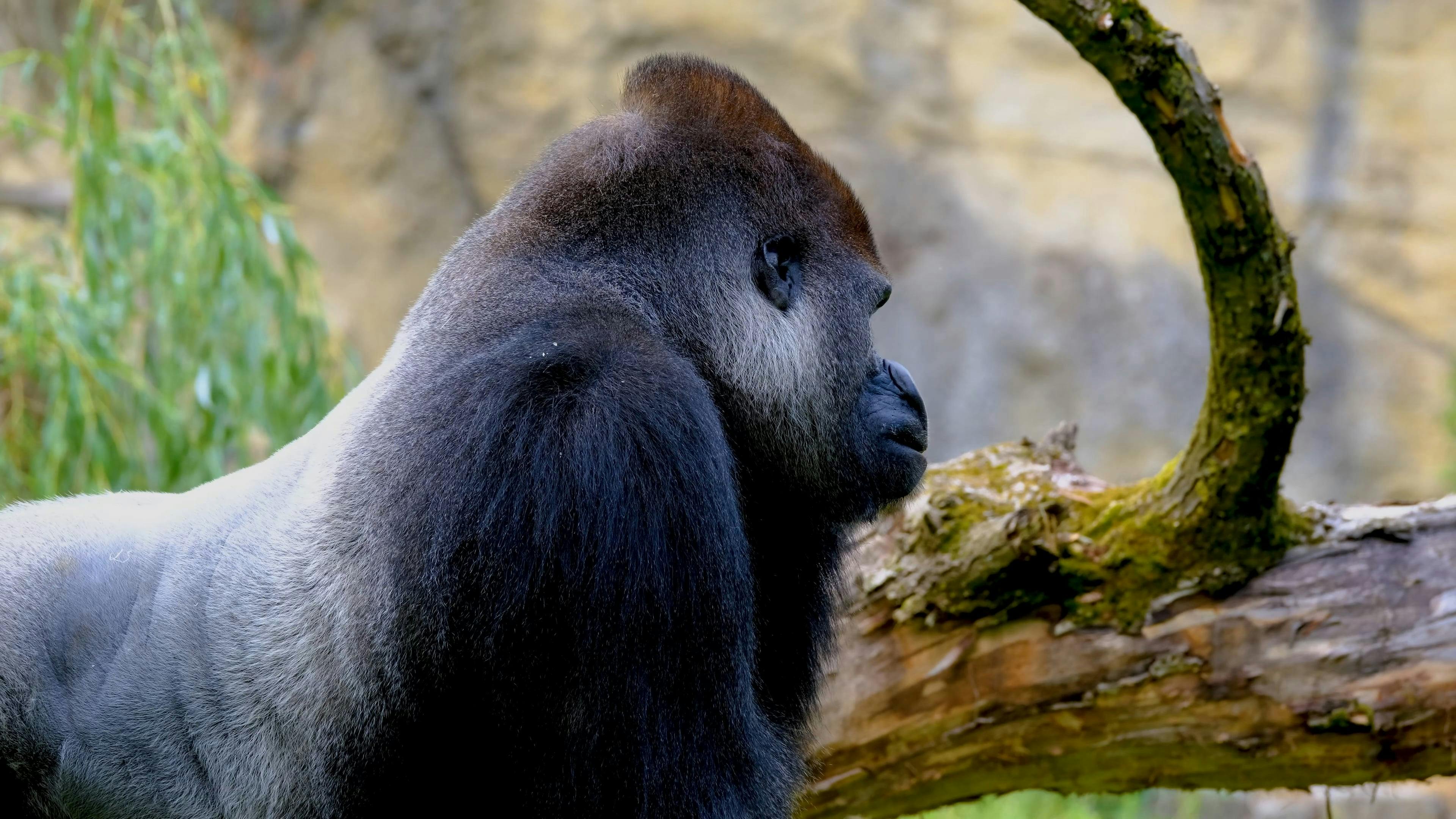 Silverback Gorilla Videos, Download The BEST Free 4k Stock Video ...