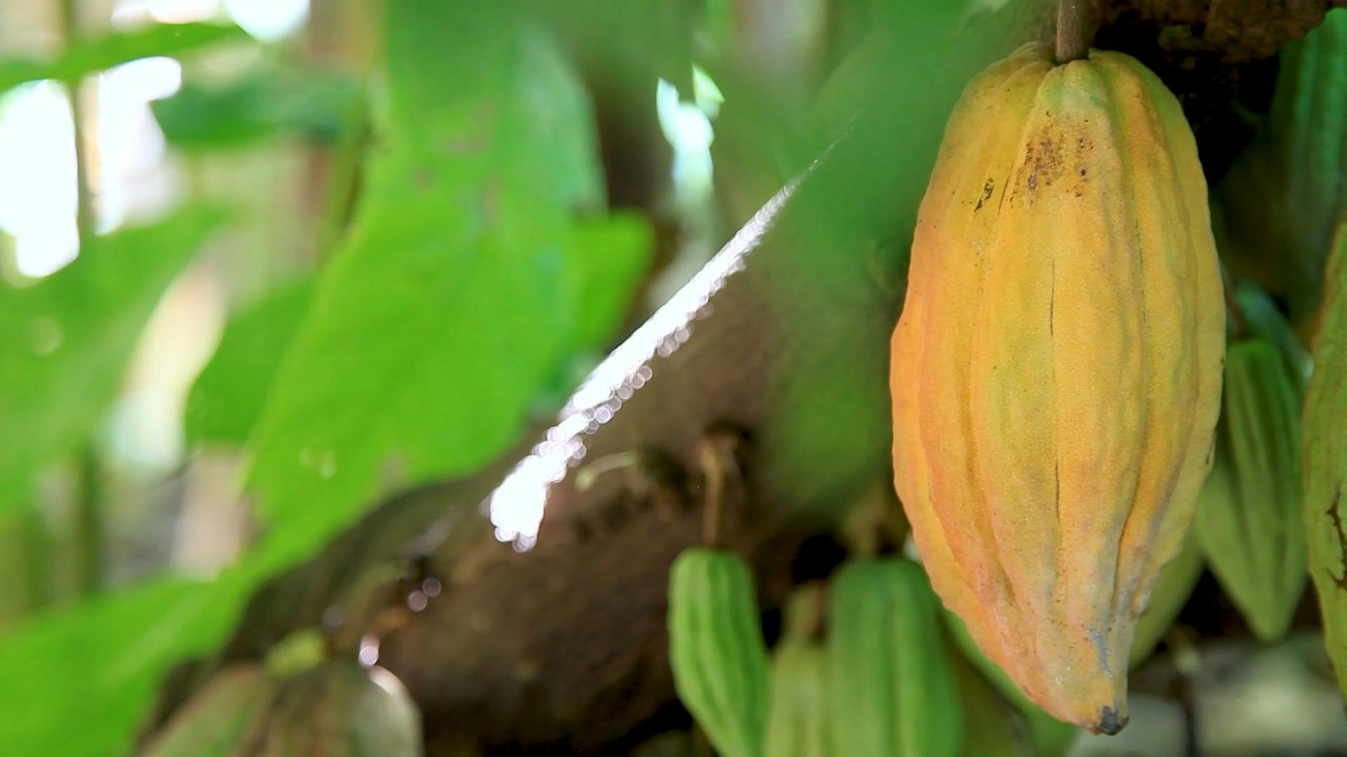 A Cacao Fruit on a Tree · Free Stock Video