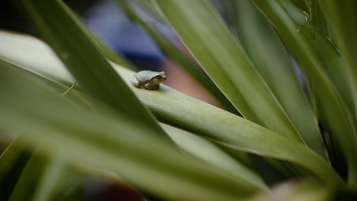 23+ Best Free Frogs 4K Stock Video Footage & Royalty-Free HD Video Clips