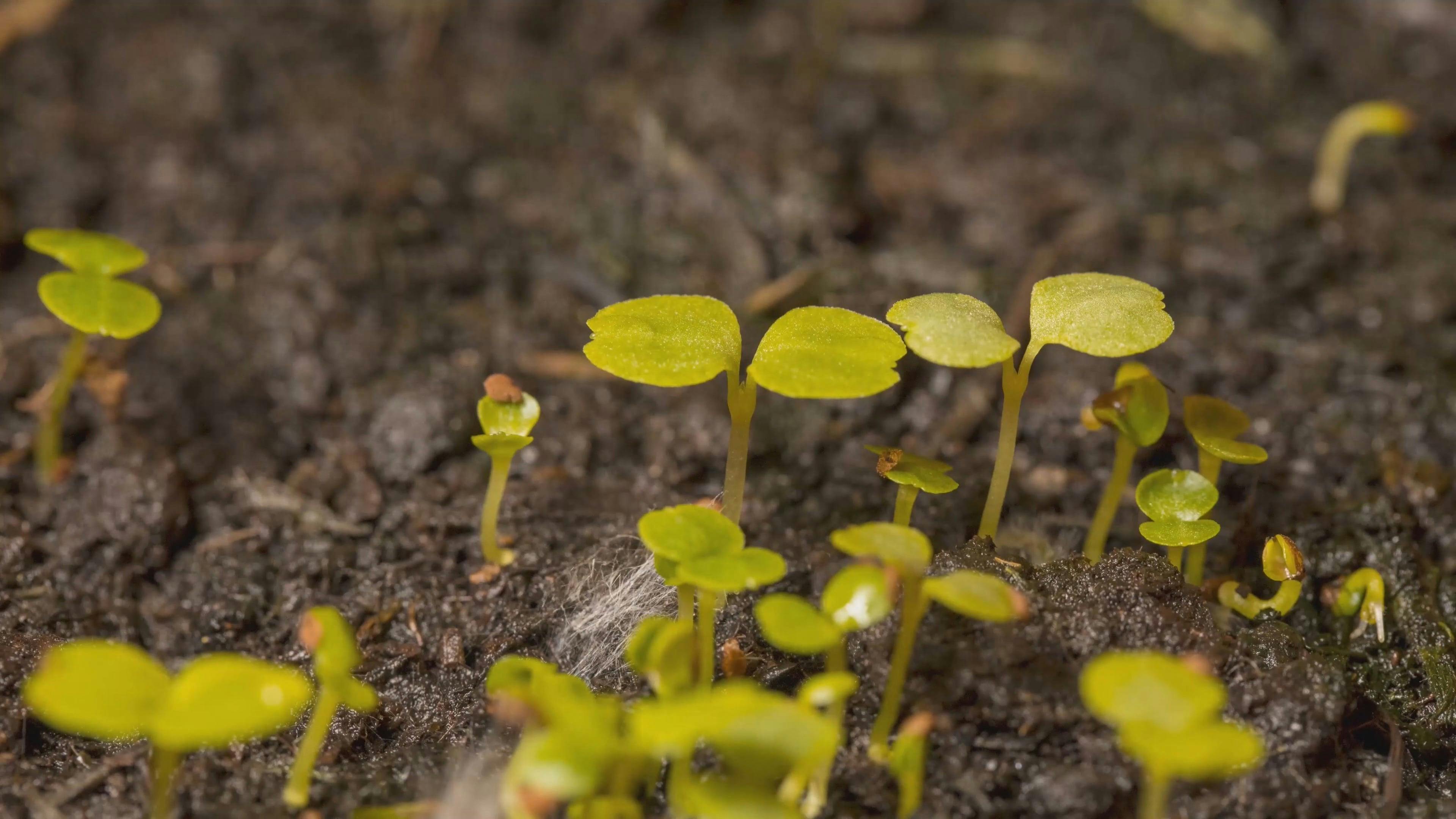 Time Lapse of Seedlings Free Stock Video Footage, Royalty-Free 4K & HD ...