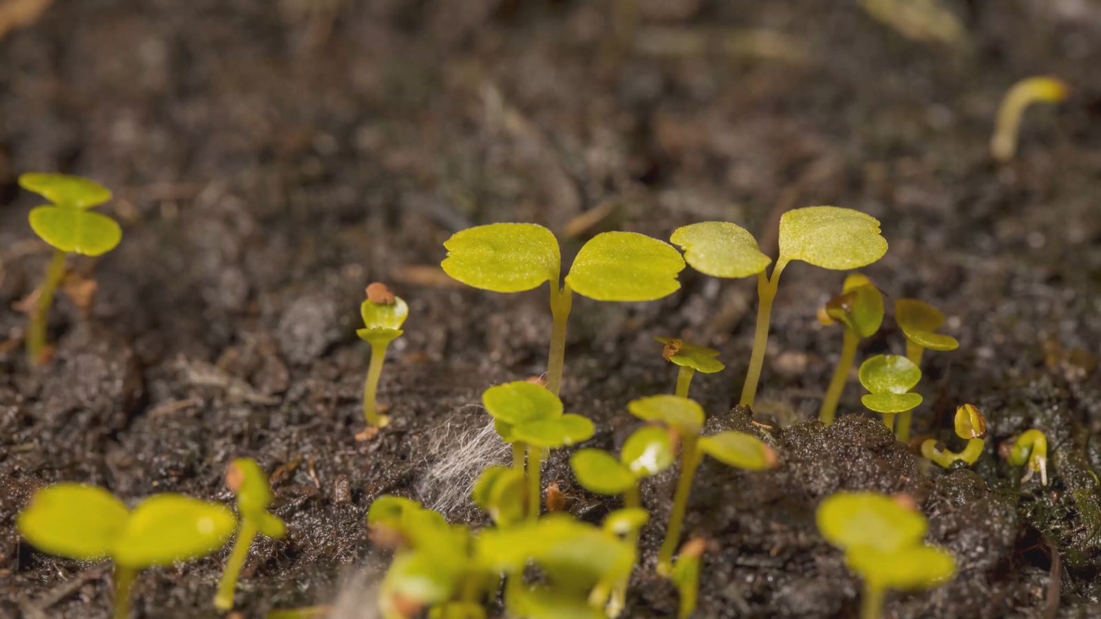 Plant Growing Time Lapse Videos, Download The BEST Free 4k Stock Video ...