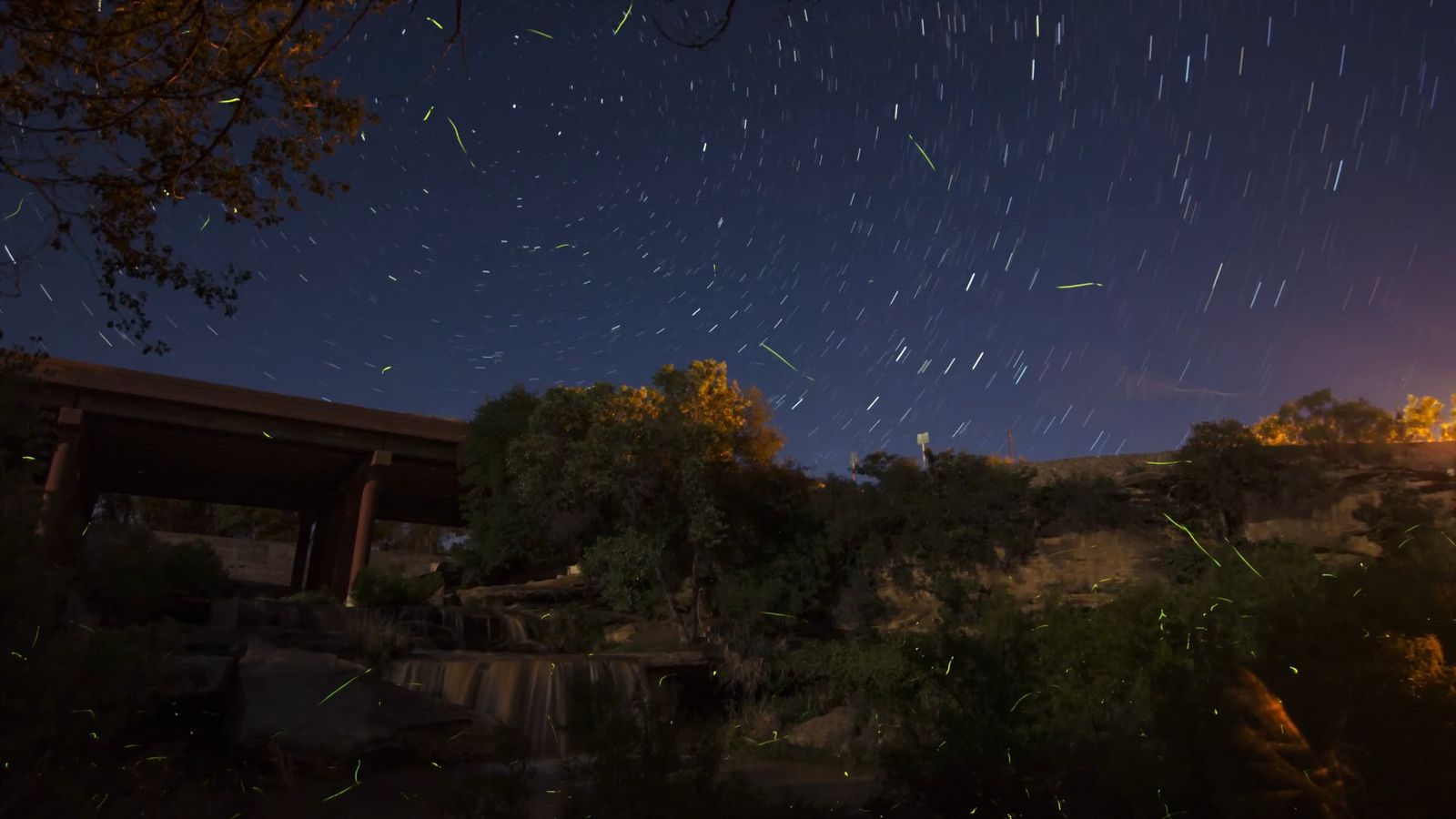 Fireflies Videos, Download The BEST Free 4k Stock Video Footage ...
