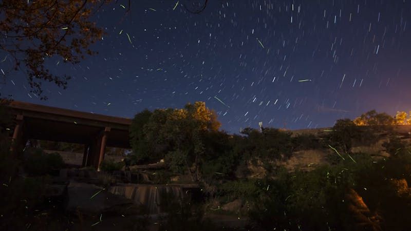 Firefly Videos, Download The BEST Free 4k Stock Video Footage & Firefly ...