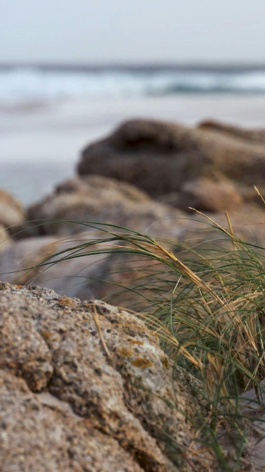 Grass on Rocks Free Stock Video Footage, Royalty-Free 4K & HD Video Clip