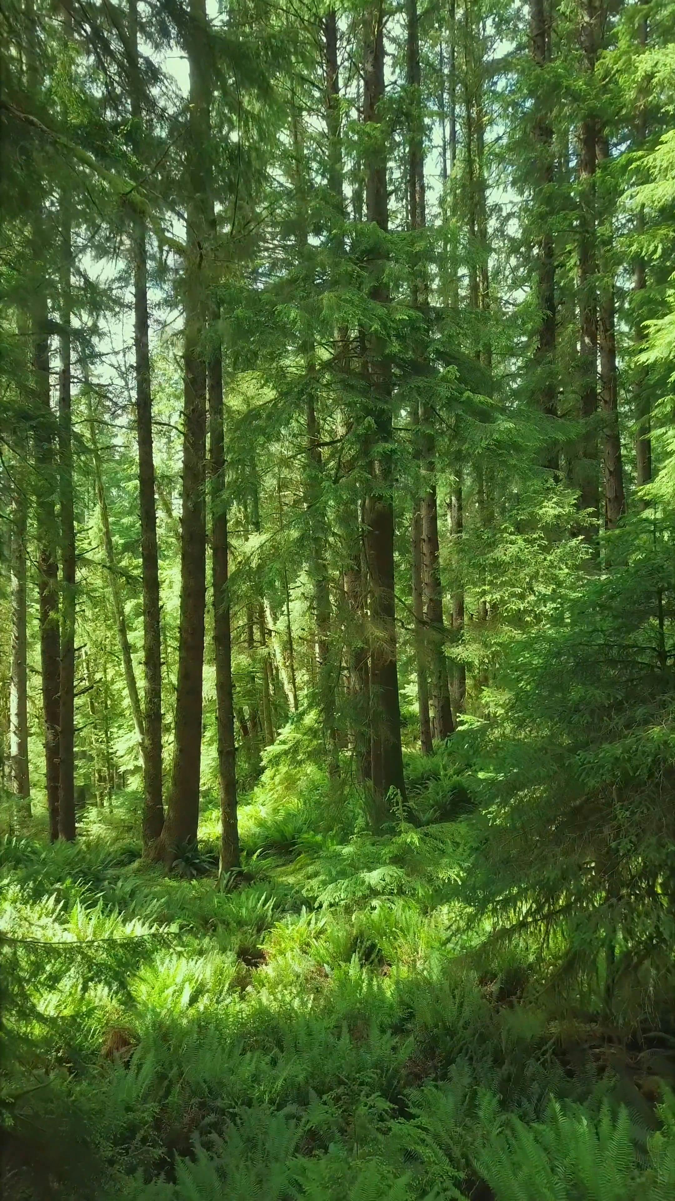 Video of a Forest Free Stock Video Footage, Royalty-Free 4K & HD Video Clip