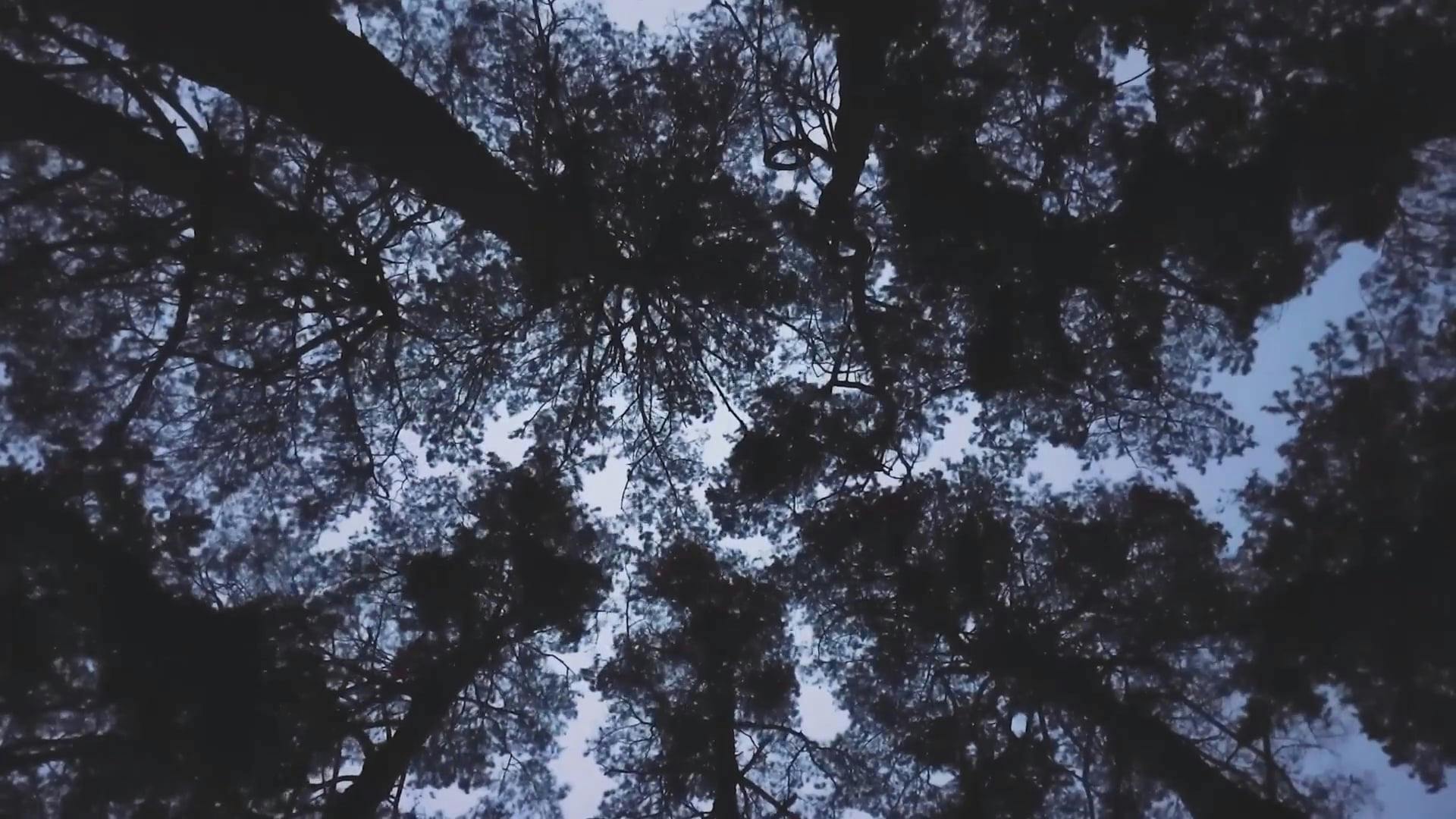 Video Of Trees From Below · Free Stock Video