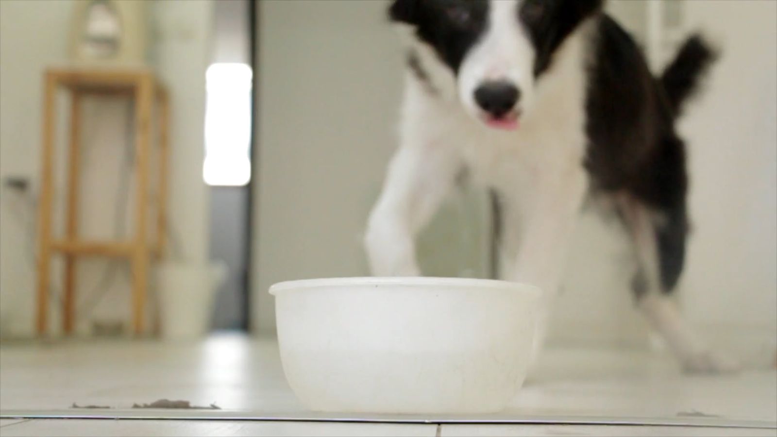 Dog Videos, Download The BEST Free 4k Stock Video Footage & Dog HD ...