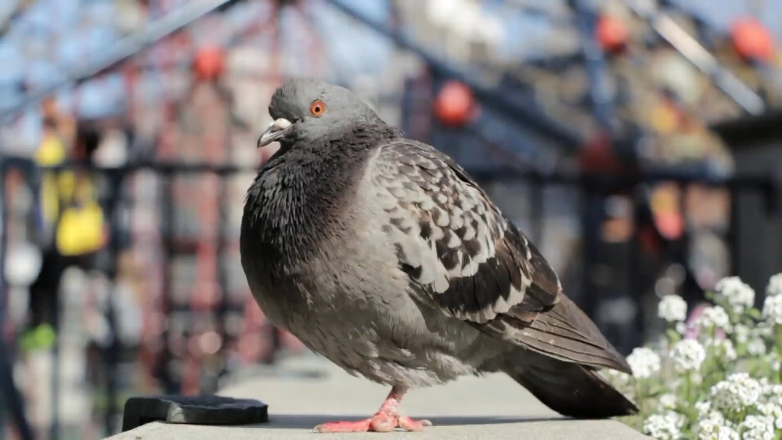 Pigeon Videos, Download The BEST Free 4k Stock Video Footage & Pigeon ...