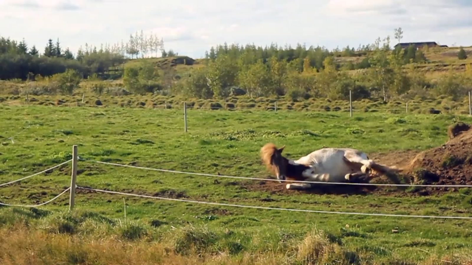 Horse Videos, Download The BEST Free 4k Stock Video Footage & Horse HD ...