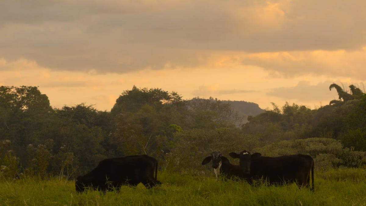 Cows Videos, Download The BEST Free 4k Stock Video Footage & Cows HD ...