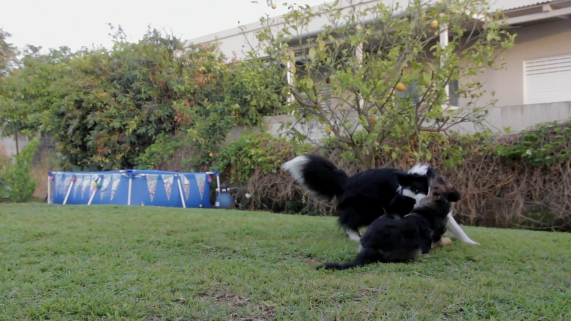 Dogs Playing · Free Stock Video