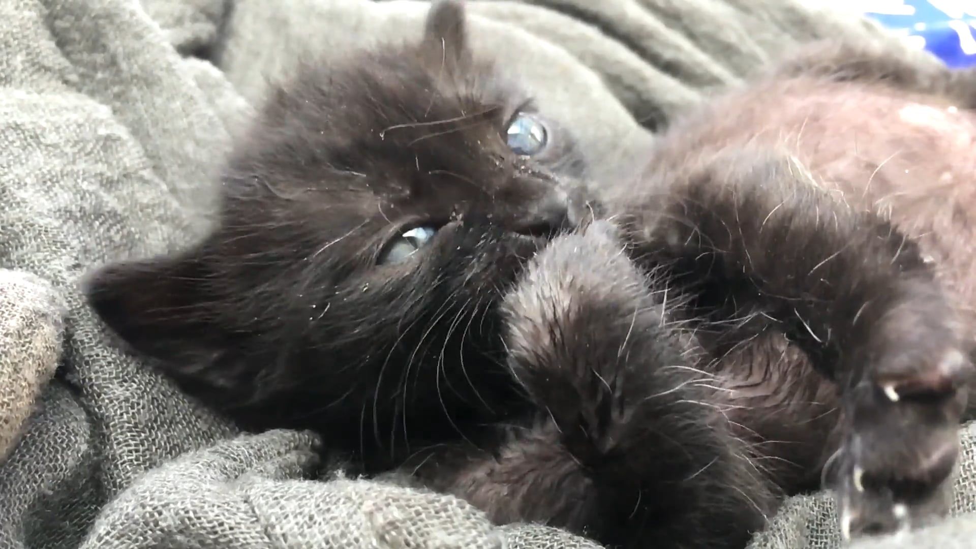 Gatito Lamiendo Su Pata · Vídeos de stock gratuitos