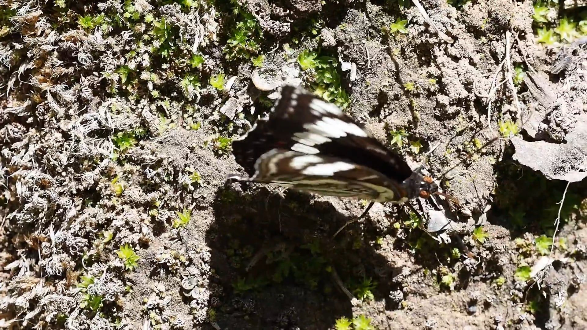 Butterfly Flapping Wings Free Stock Video