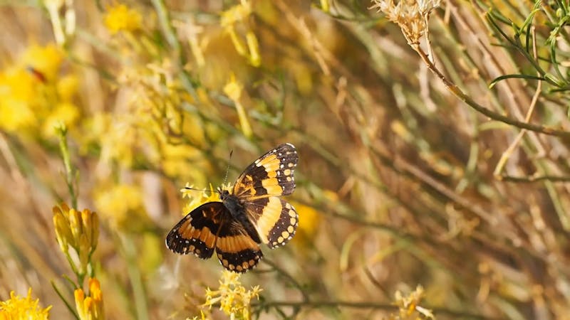 Flowers Blooming Videos, Download The BEST Free 4k Stock Video Footage ...