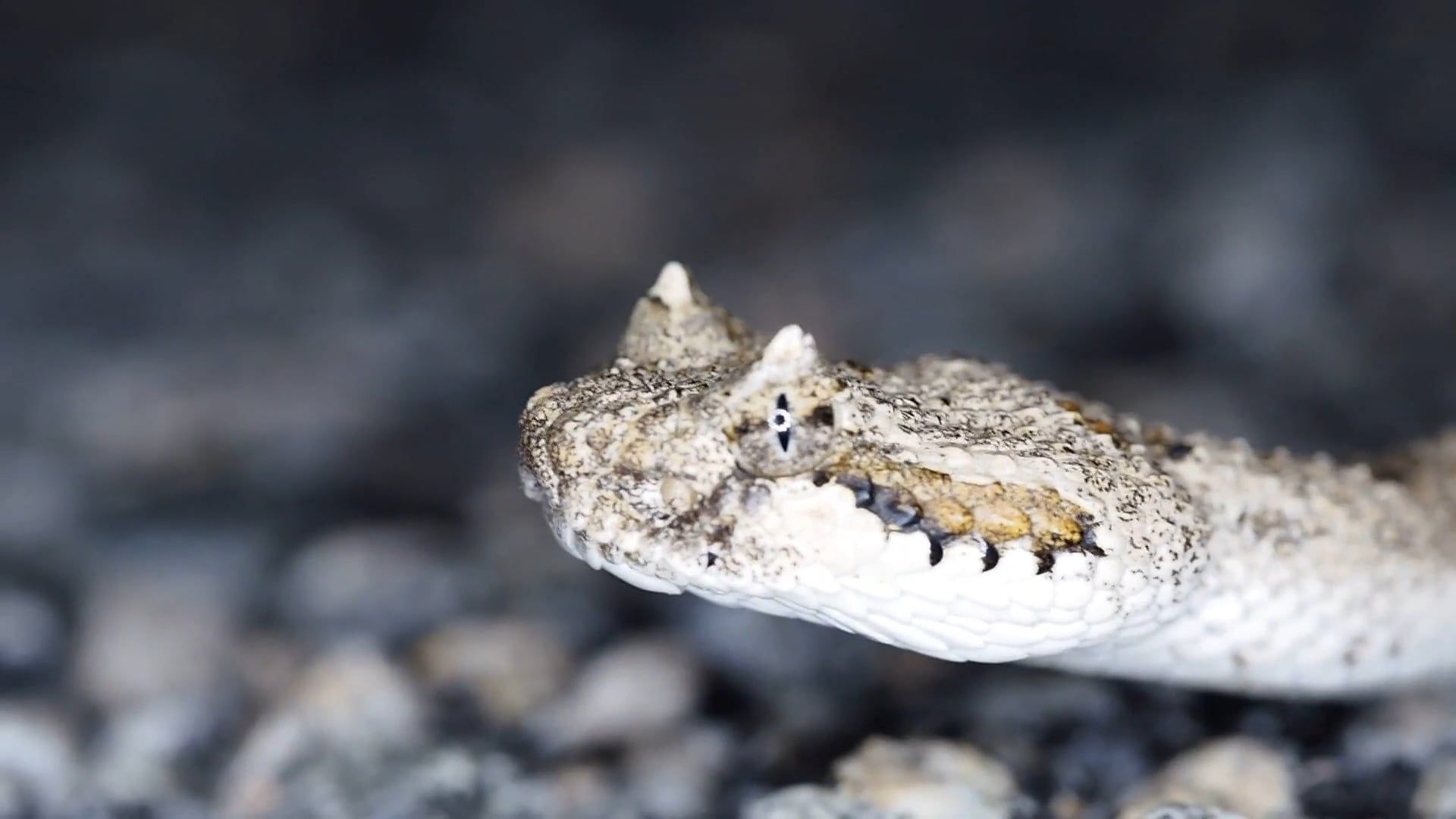 Video De Una Serpiente Inactiva · Vídeos de stock gratuitos