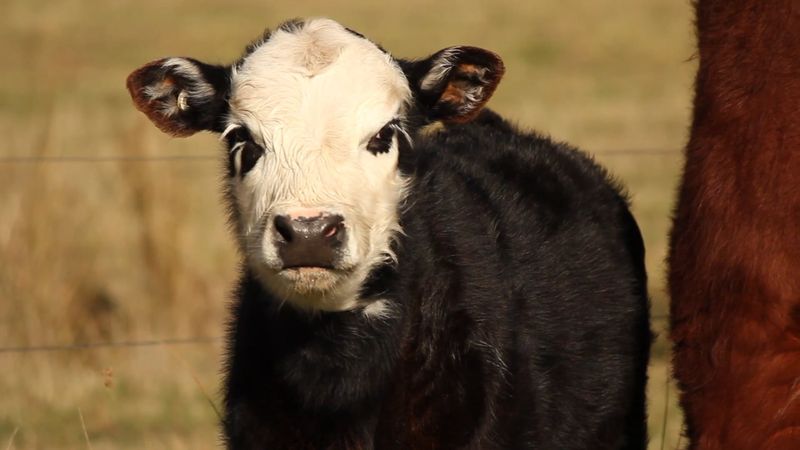 Cow Videos, Download The BEST Free 4k Stock Video Footage & Cow HD ...