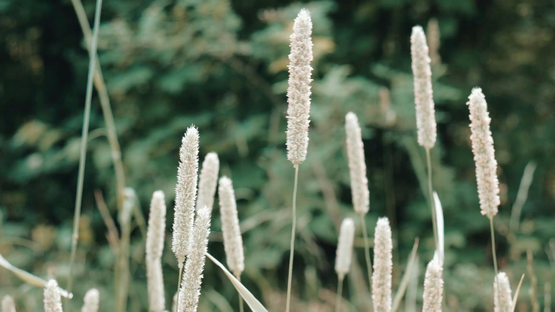 Video stok gratis tentang alam, angin sepoi sepoi, bergoyang, bidang ...