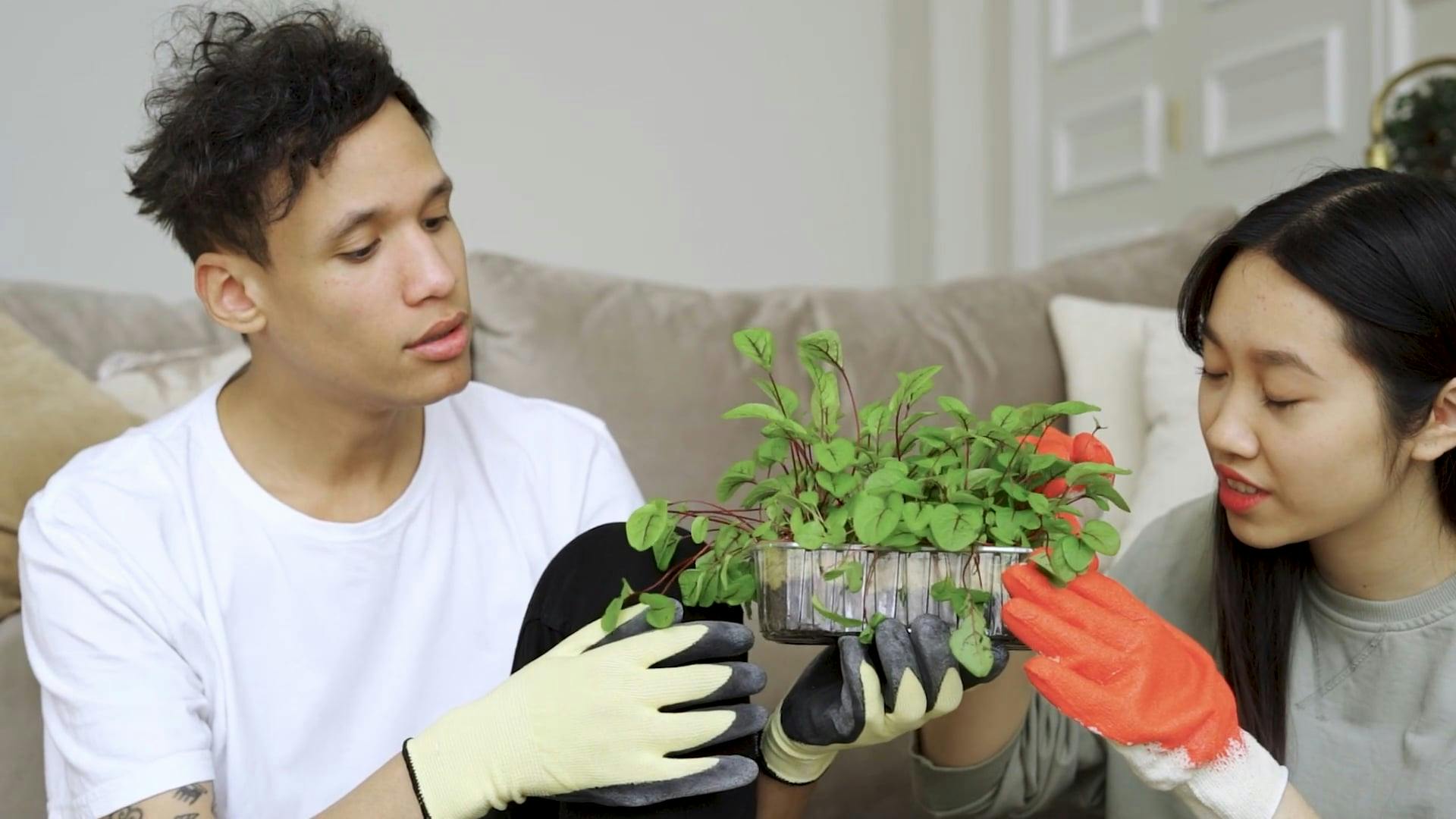 Eco Friendly Garden Videos, Download The BEST Free 4k Stock Video ...