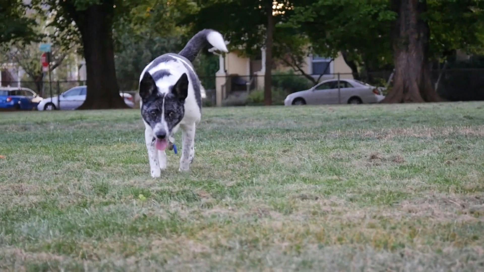 Dog Walking On Grass · Free Stock Video