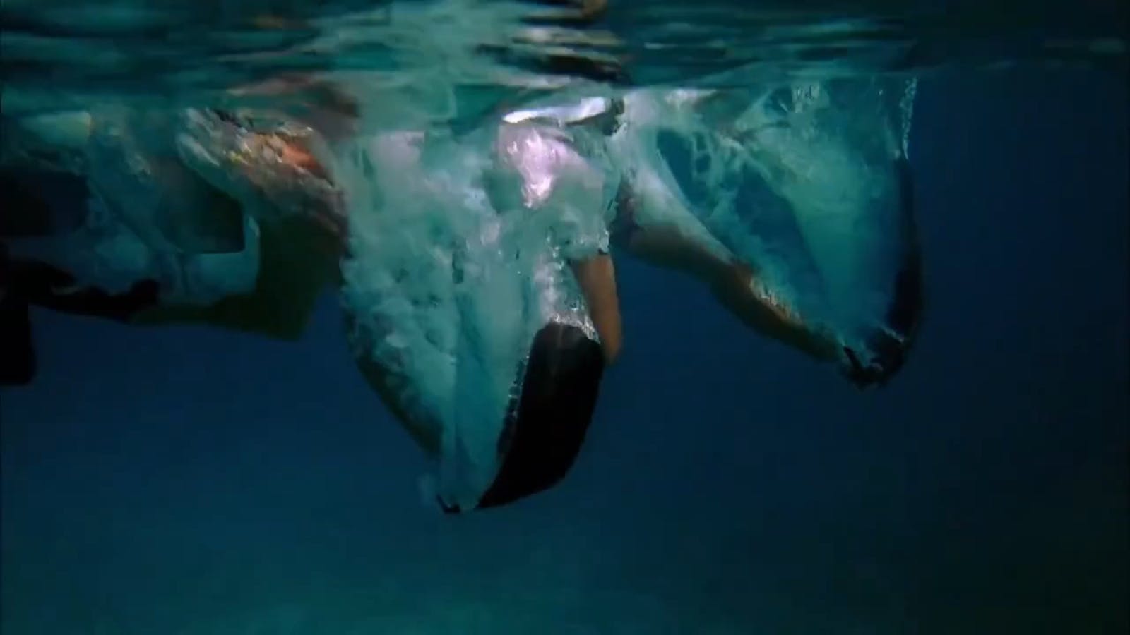 Diving Videos, Download The BEST Free 4k Stock Video Footage & Diving ...