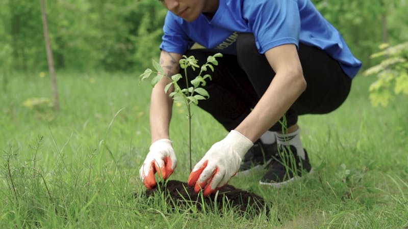 Tree Planting Videos, Download The BEST Free 4k Stock Video Footage ...